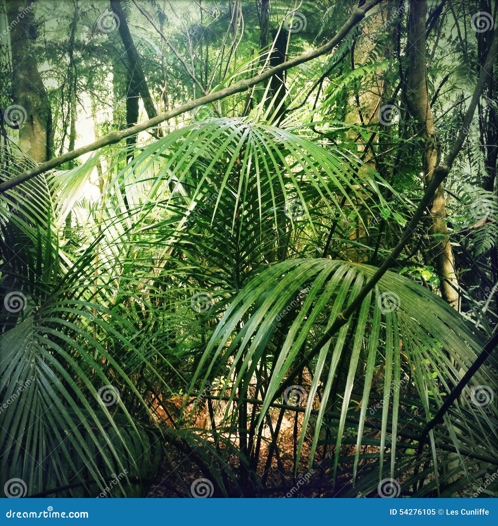 Jungle stock image. Image of greenery, color, environmental - 54276105