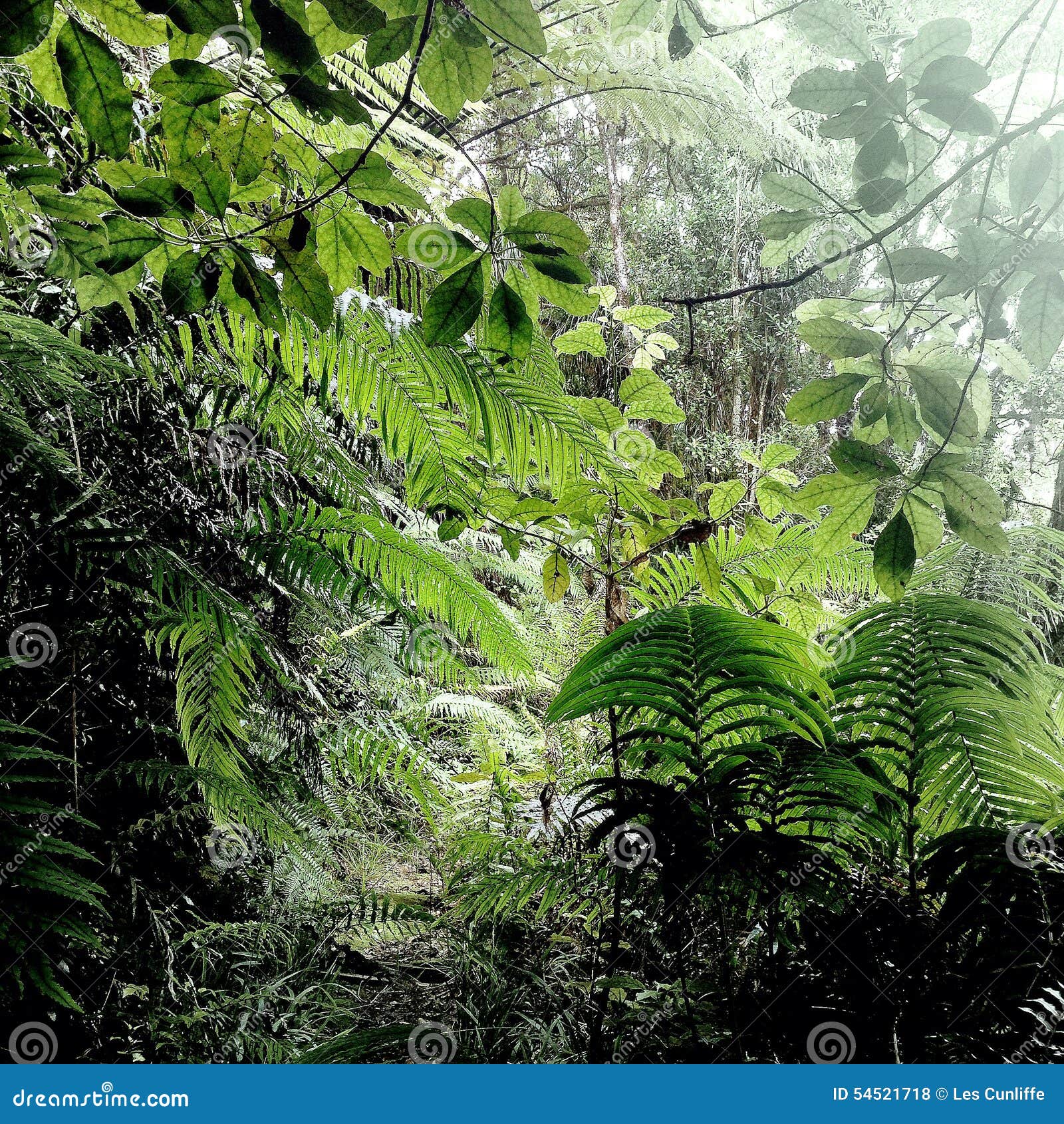 Jungle stock photo. Image of outdoors, jungles, leaves - 54521718