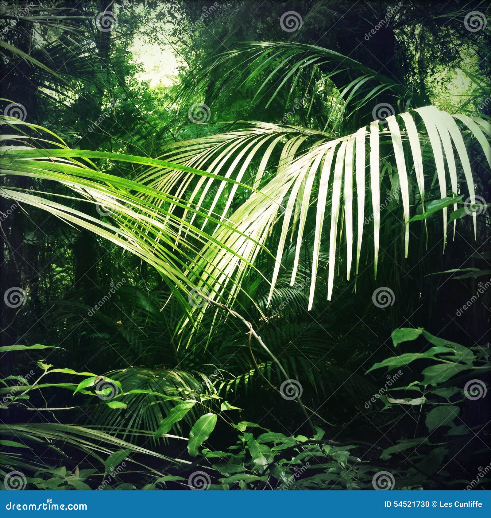 Jungle stock photo. Image of climate, jungles, landscape - 54521730