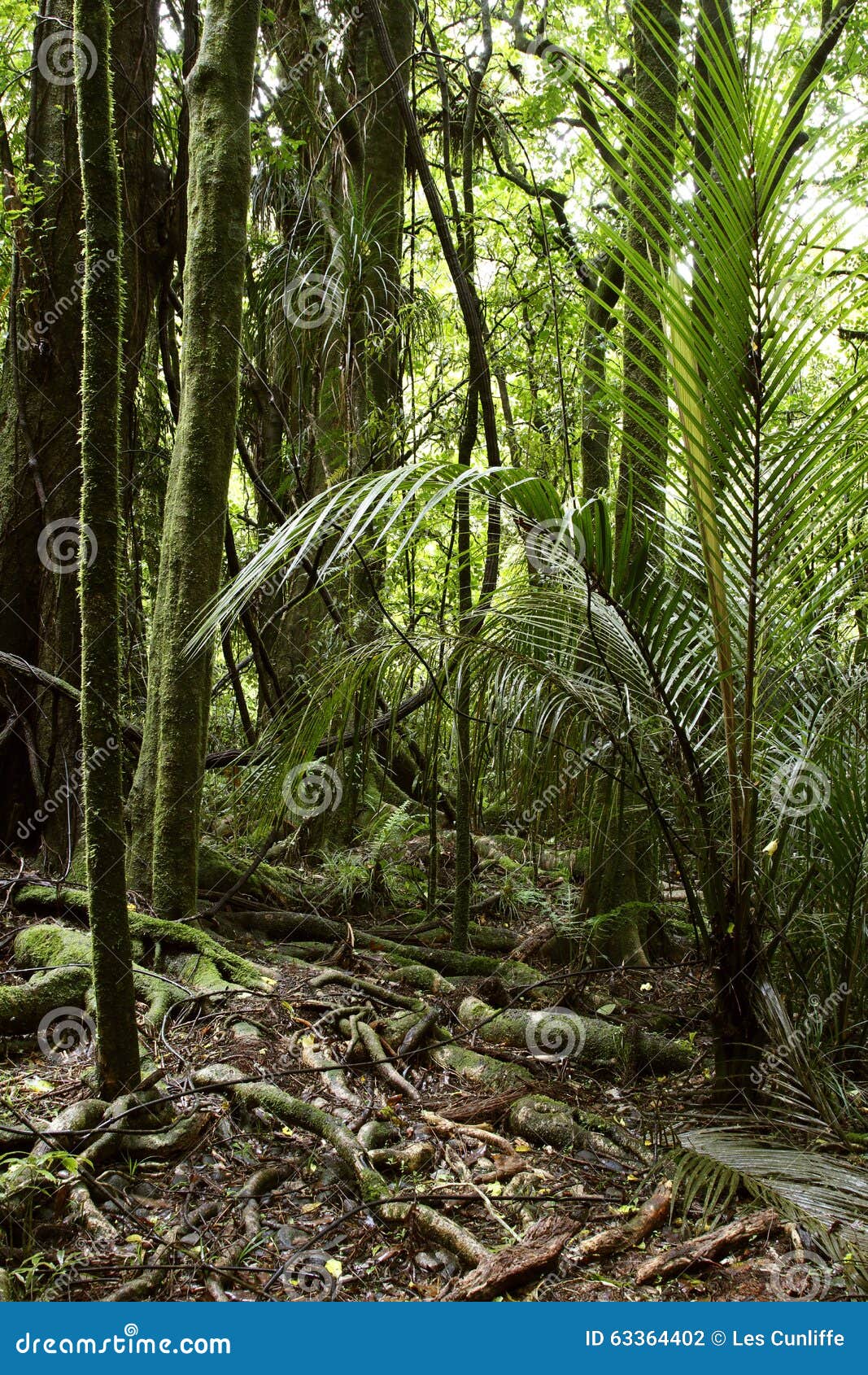 Jungle stock photo. Image of greenery, jungles, rain - 63364402