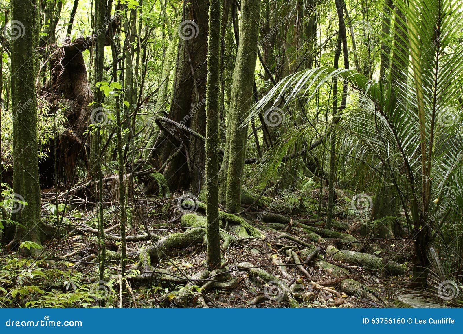 Jungle stock photo. Image of lush, landscape, environment - 63756160