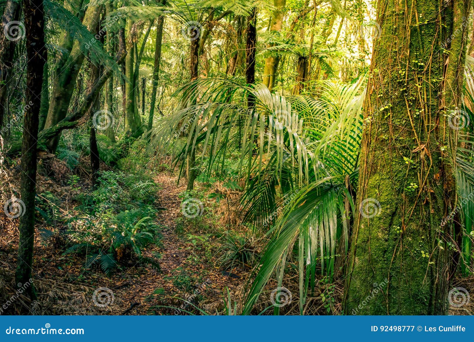 Jungle stock image. Image of freshness, flora, rain, bush - 92498777