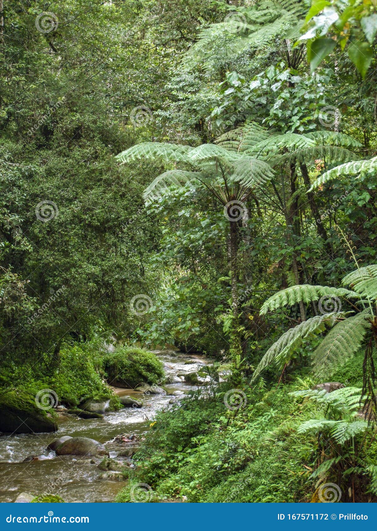 Jungle in Malaysia stock photo. Image of vegetation - 167571172