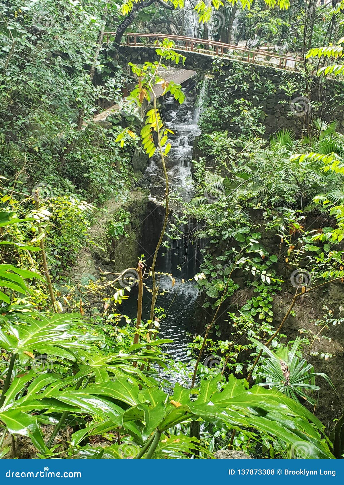 Jungle stock photo. Image of jungle, mexico, leaves - 137873308