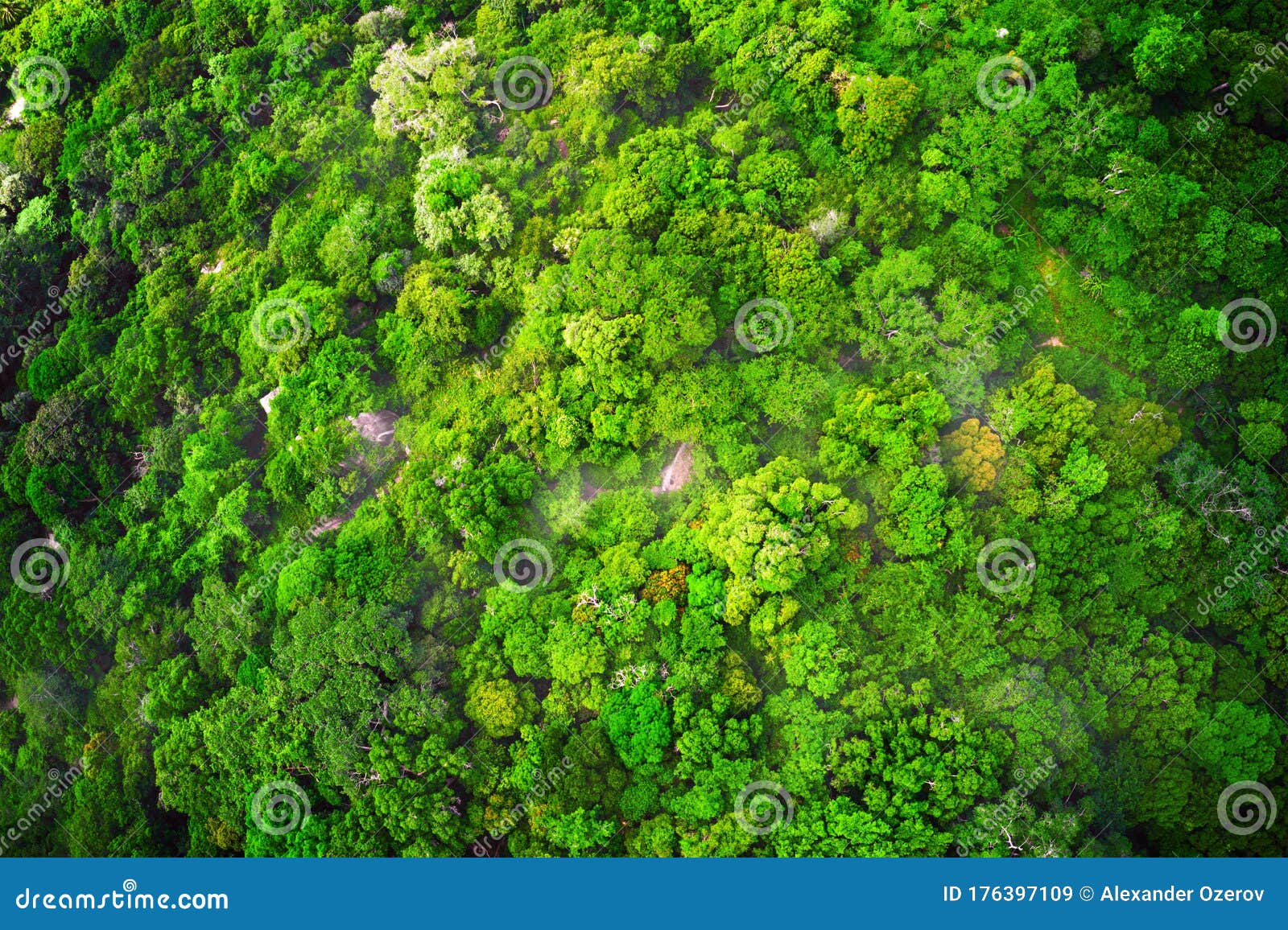 Jungle and Mist Aerial View Stock Image - Image of outdoor, fresh ...
