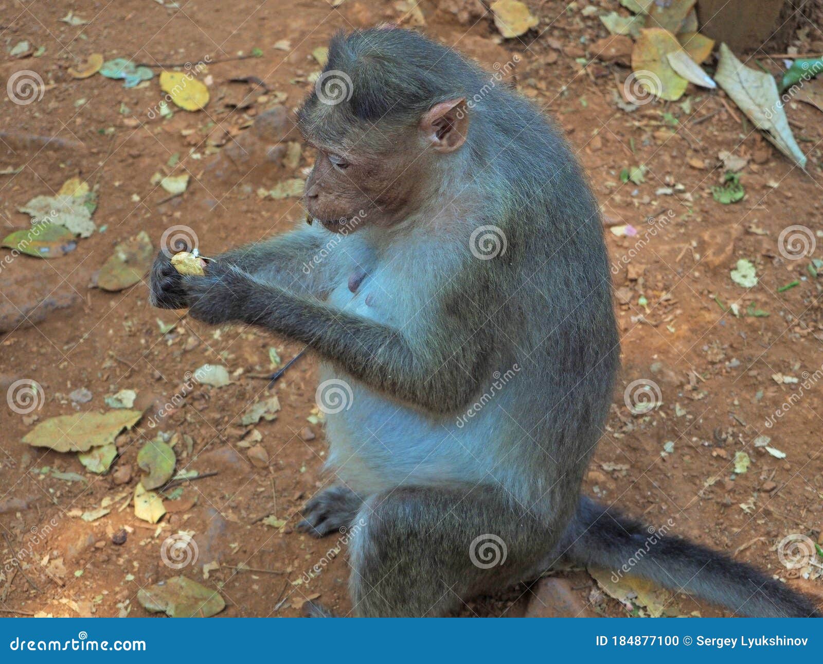 In the Jungle, a Monkey Sits Peeling and Eating Peanuts from Park Visitors Stock Photo - Image ...