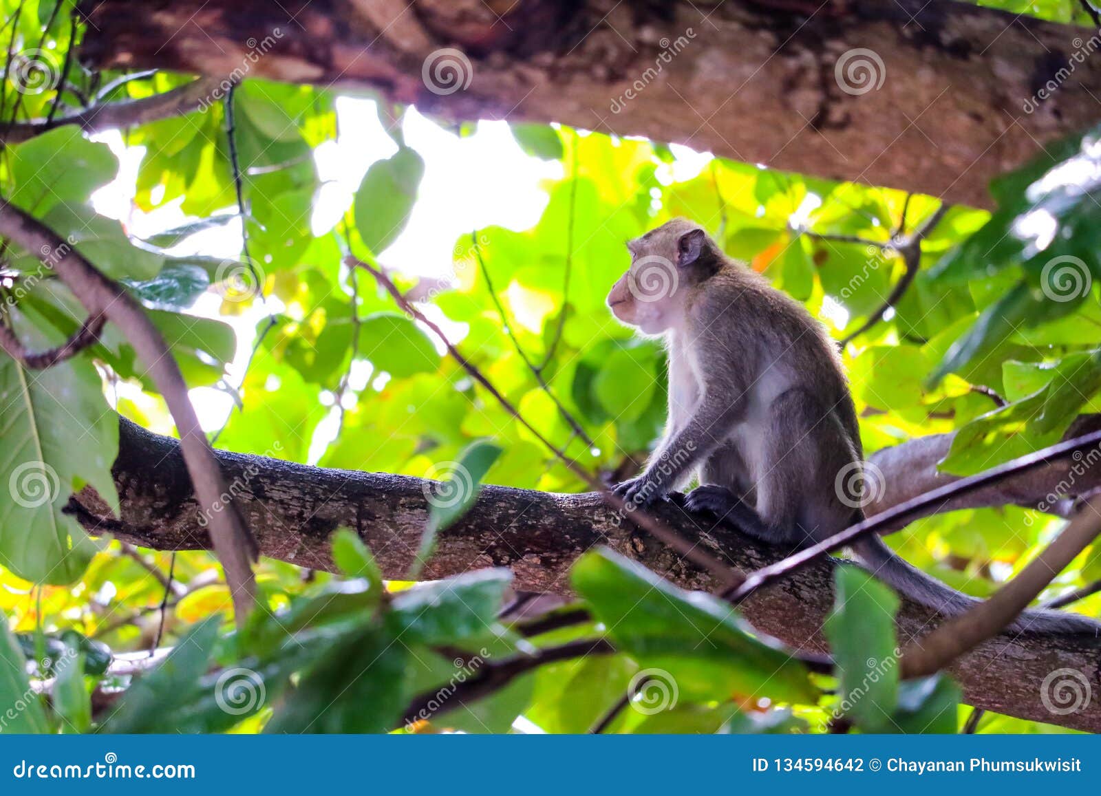 Jungle Monkeys are Climbing Top Tree To Look for Lace and Fruit Stock ...