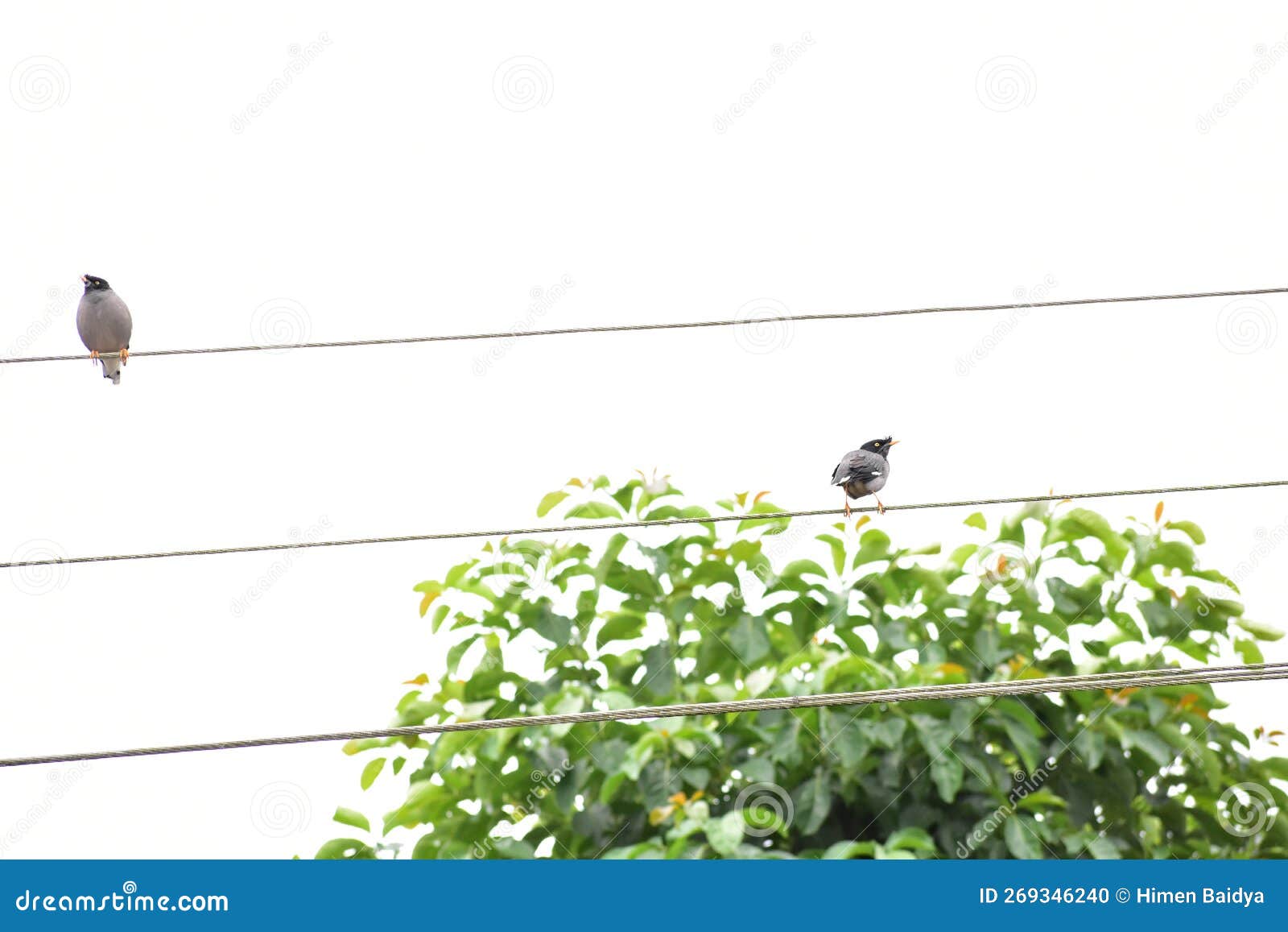 Jungle Myna Sitting on Wire Stock Photo - Image of animal, wall: 269346240