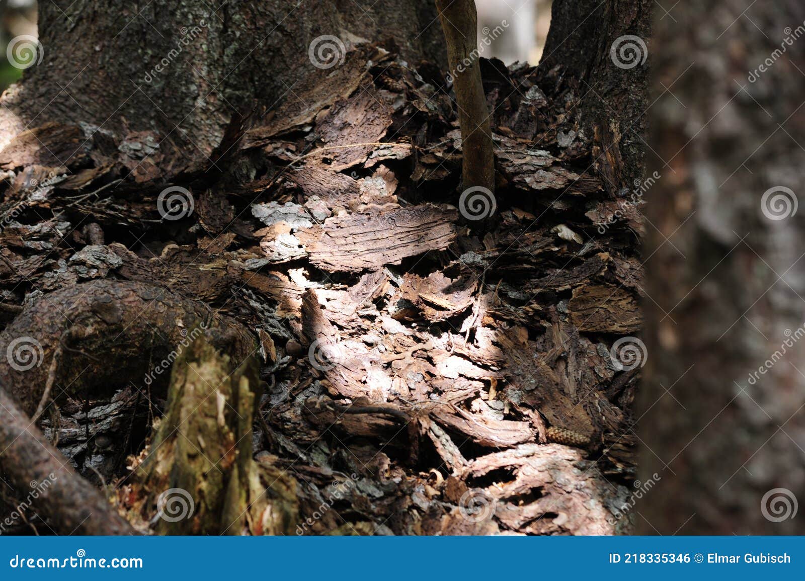 Jungle and Nature Reserve Rothwald, Austria Stock Photo - Image of ...