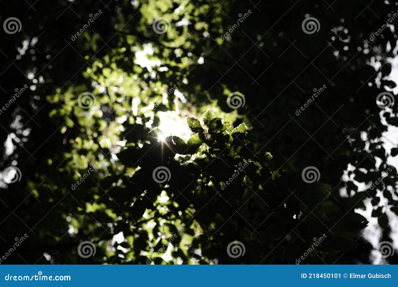 Jungle and Nature Reserve Rothwald, Austria Stock Image - Image of ...