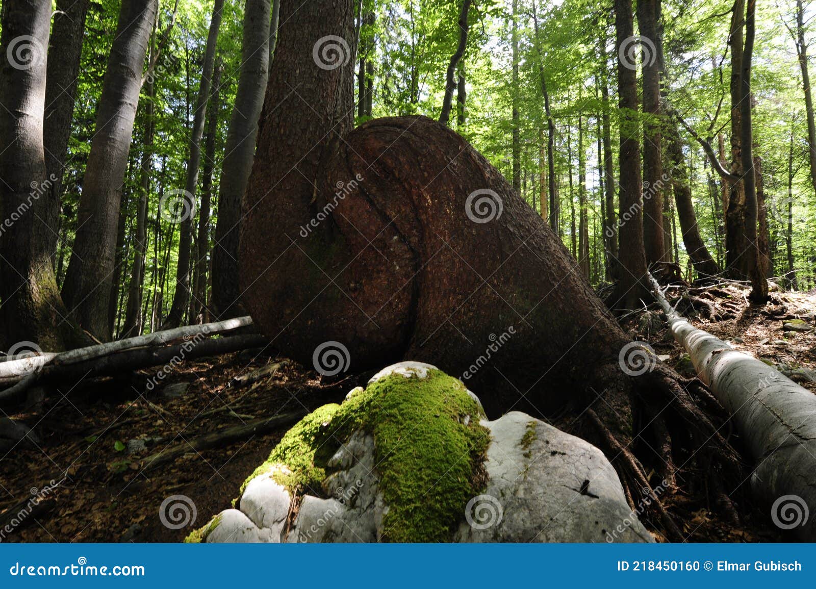 Jungle and Nature Reserve Rothwald, Austria Stock Photo - Image of area ...