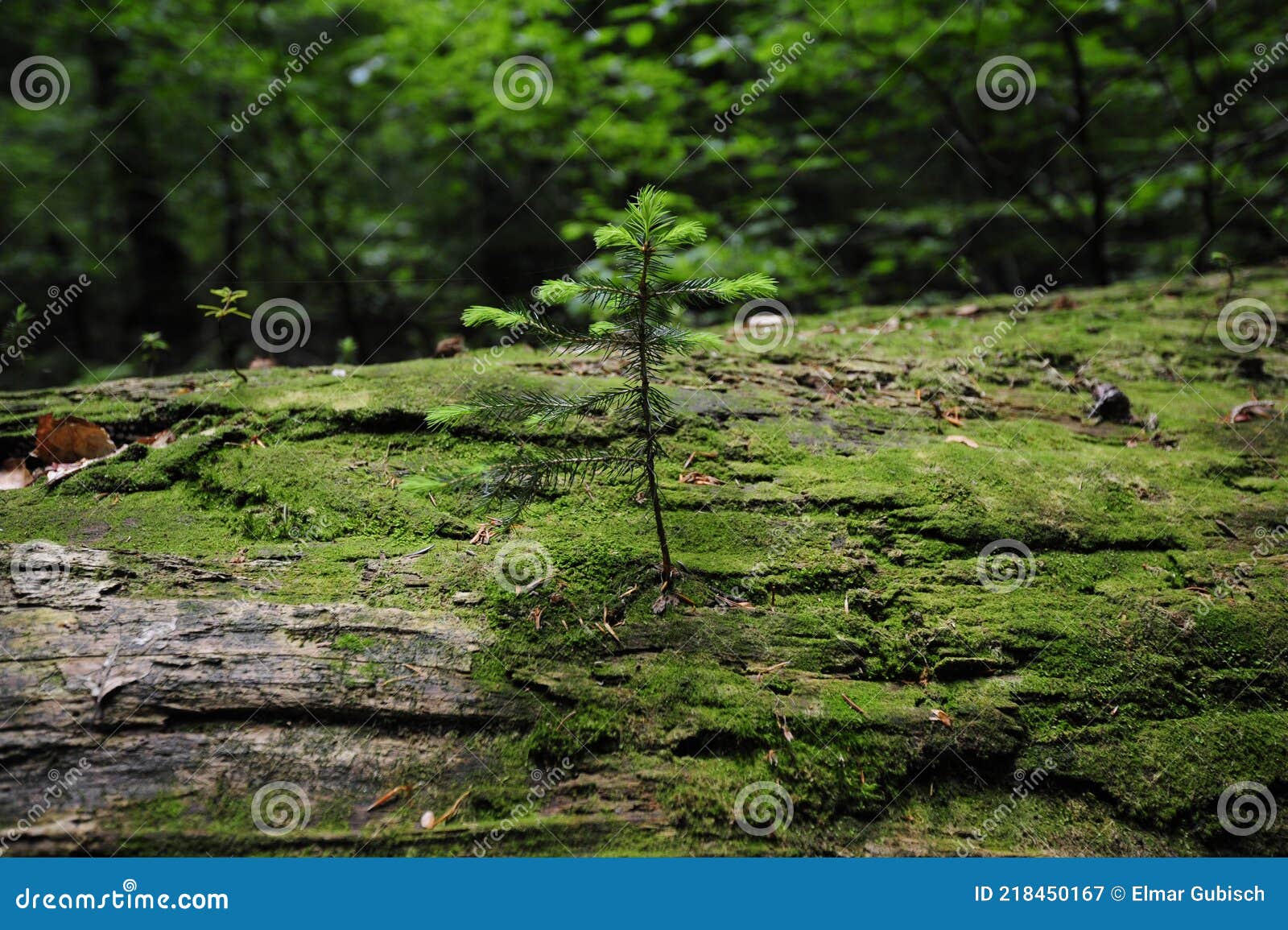 Jungle and Nature Reserve Rothwald, Austria Stock Image - Image of ...