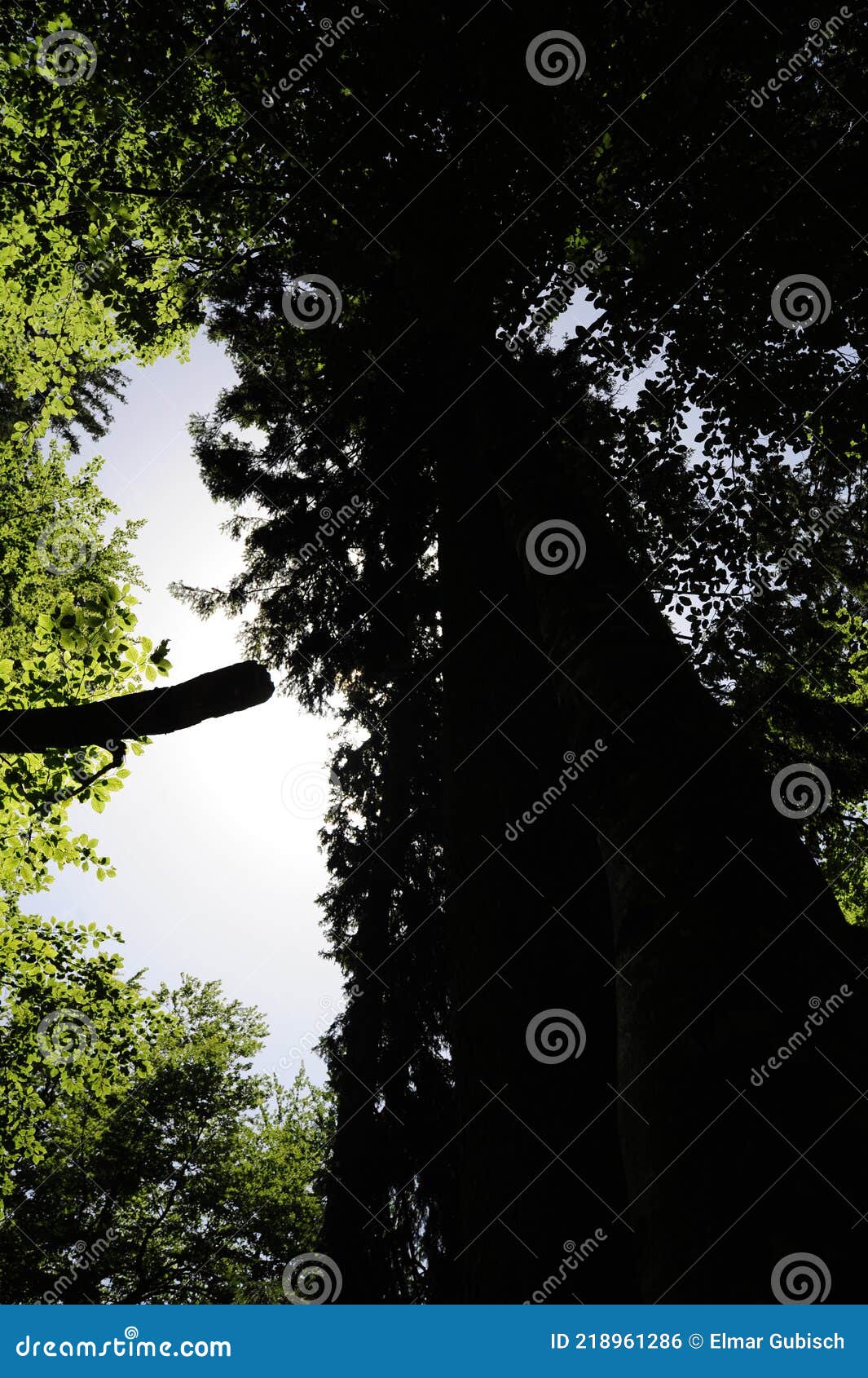 Jungle and Nature Reserve Rothwald, Austria Stock Photo - Image of ...
