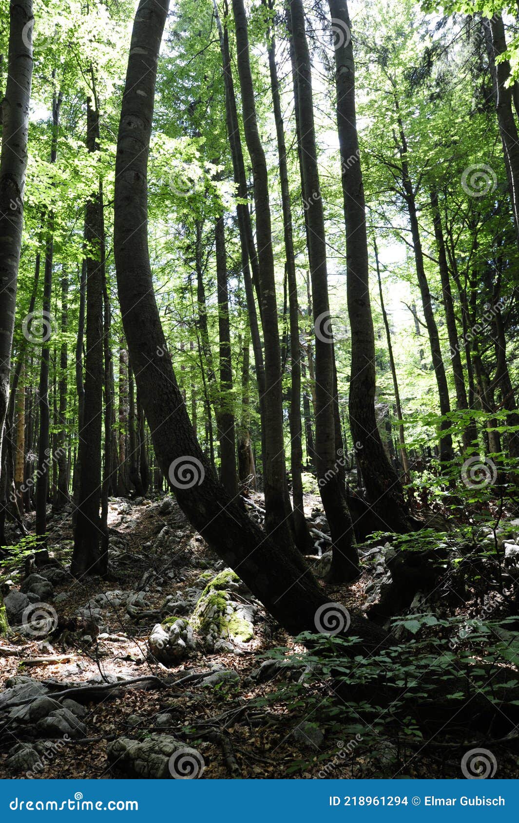 Jungle and Nature Reserve Rothwald, Austria Stock Photo - Image of ...