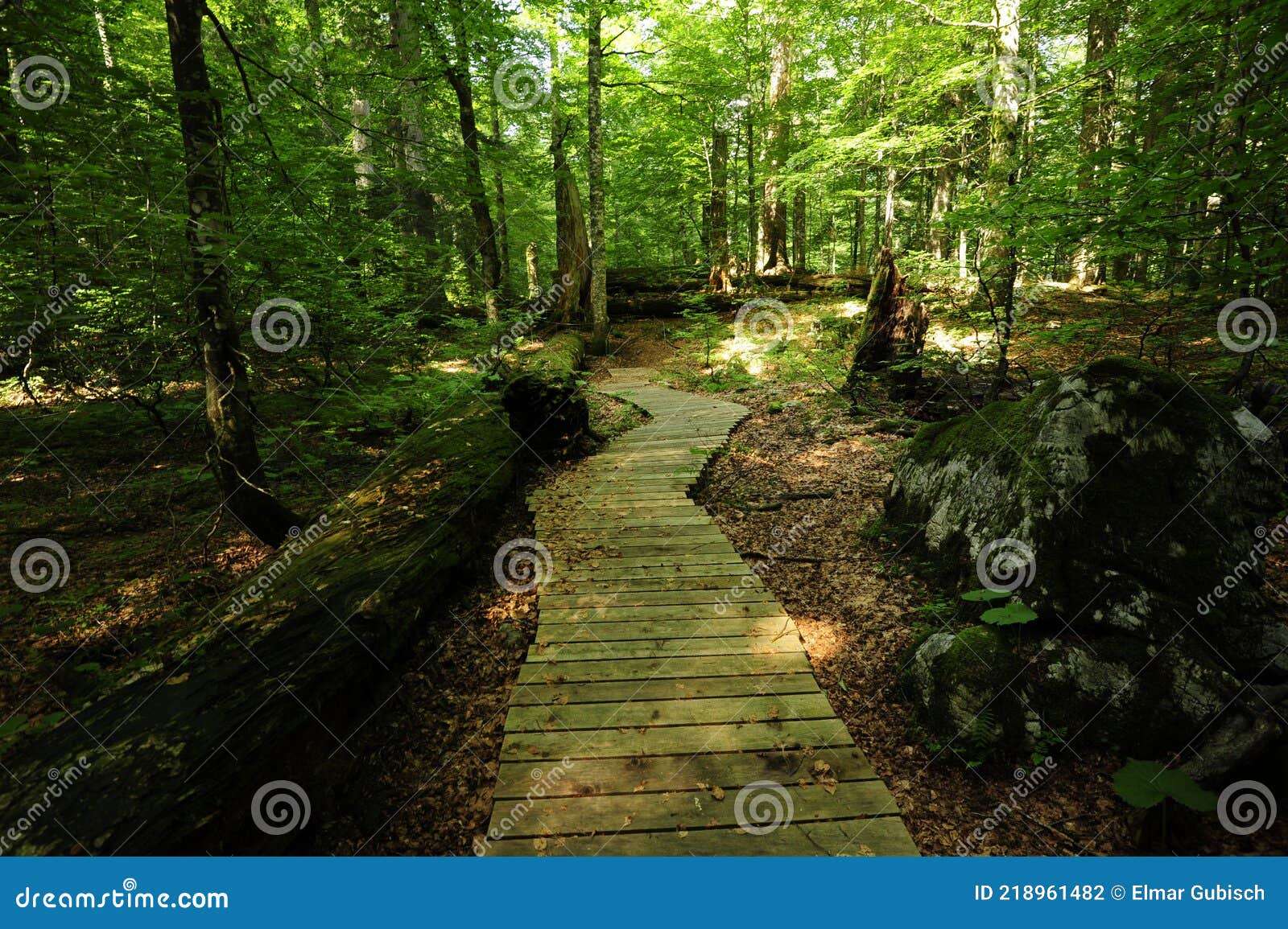 Jungle and Nature Reserve Rothwald, Austria Stock Photo - Image of ...