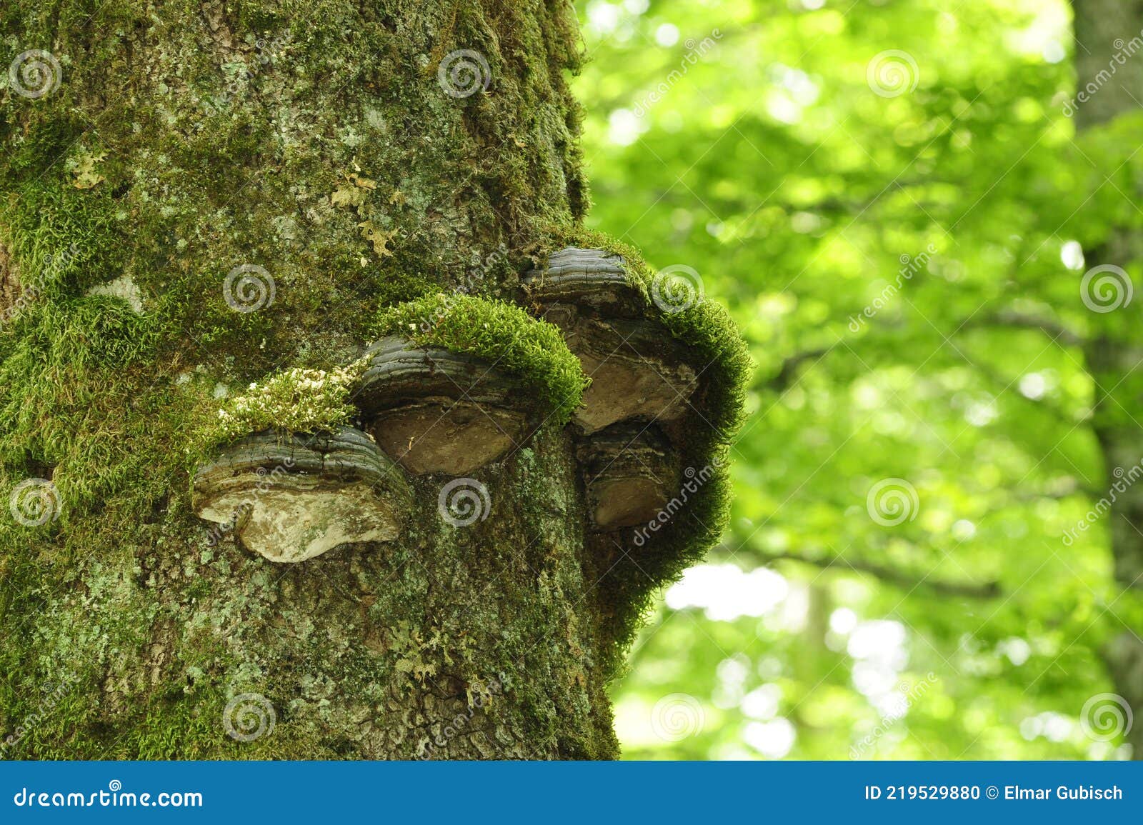 Jungle and Nature Reserve Rothwald, Austria Stock Photo - Image of ...