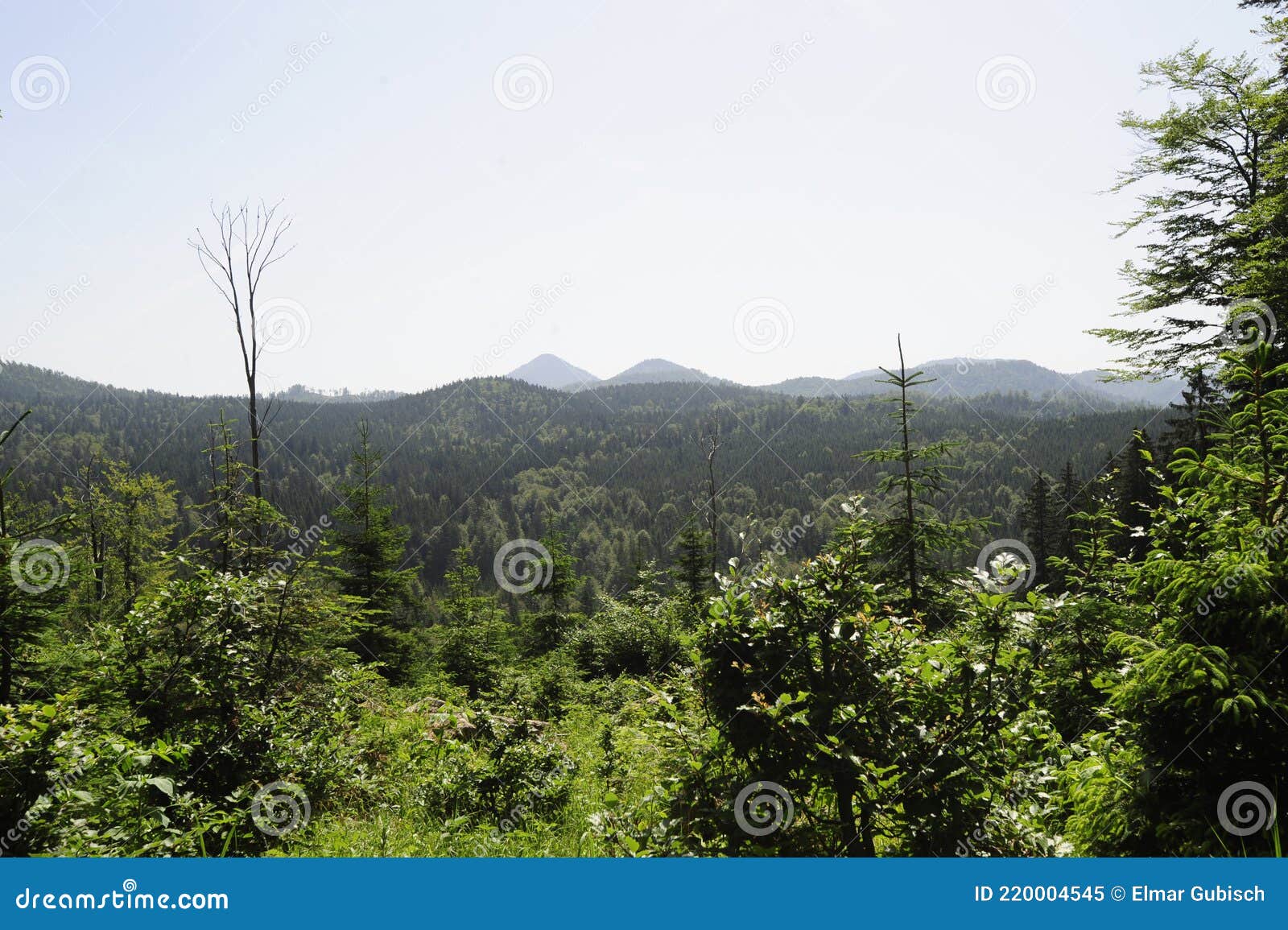 Jungle and Nature Reserve Rothwald, Austria Stock Image - Image of ...