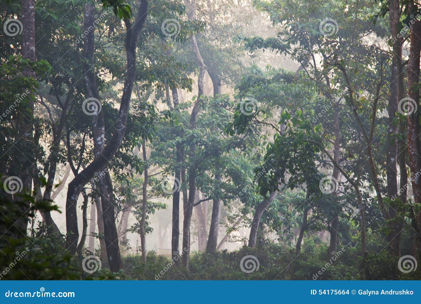 Jungle stock photo. Image of flora, landscape, climate - 54175664