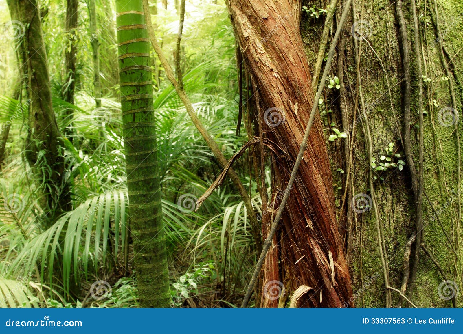 Jungle stock image. Image of climate, fresh, daytime - 33307563