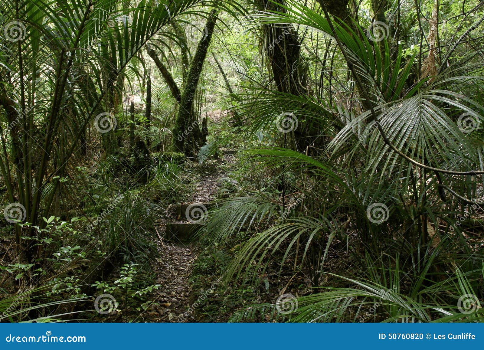 Jungle stock photo. Image of lush, jungles, flora, scenery - 50760820