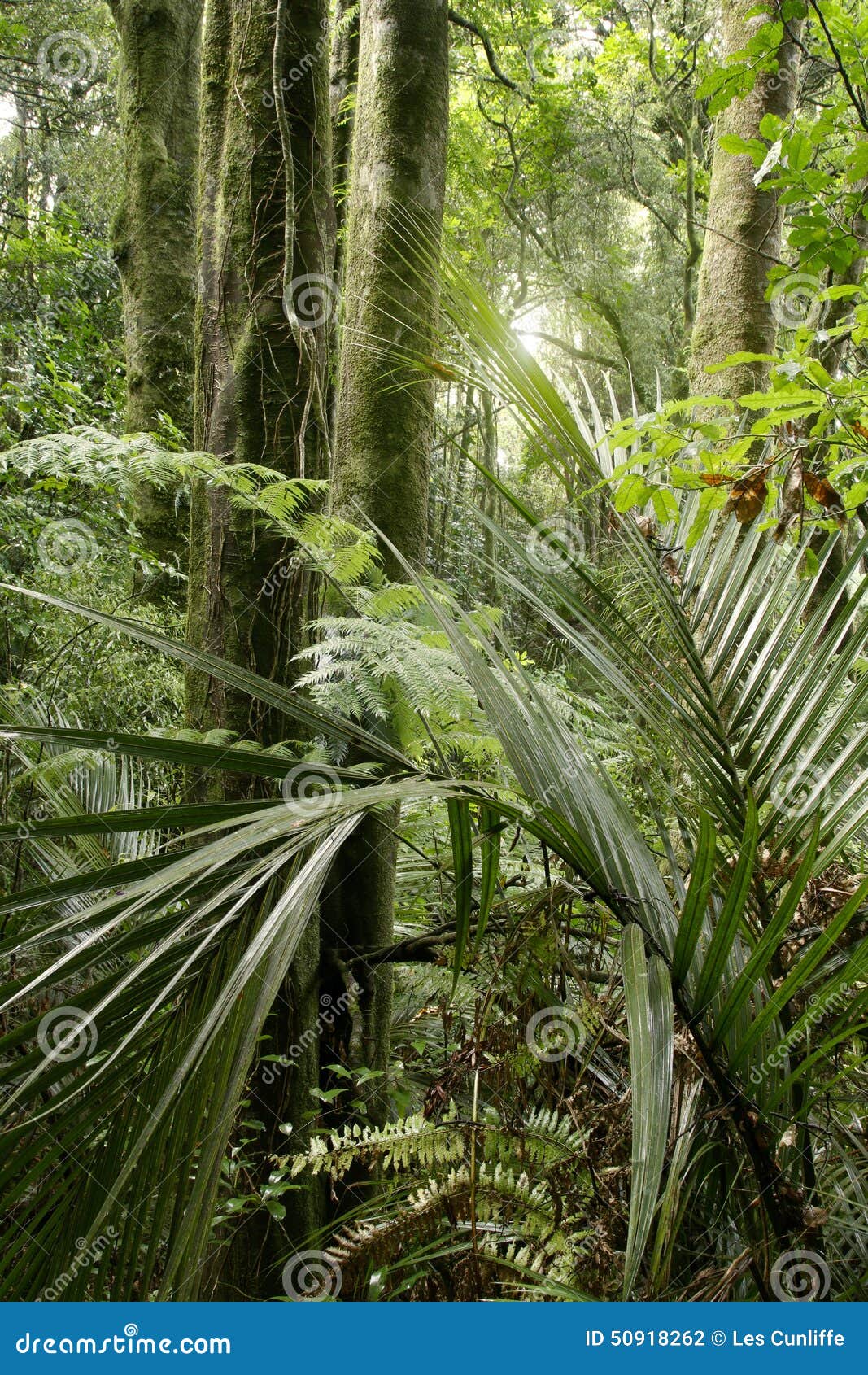 Jungle stock photo. Image of bush, tropics, lush, jungle - 50918262