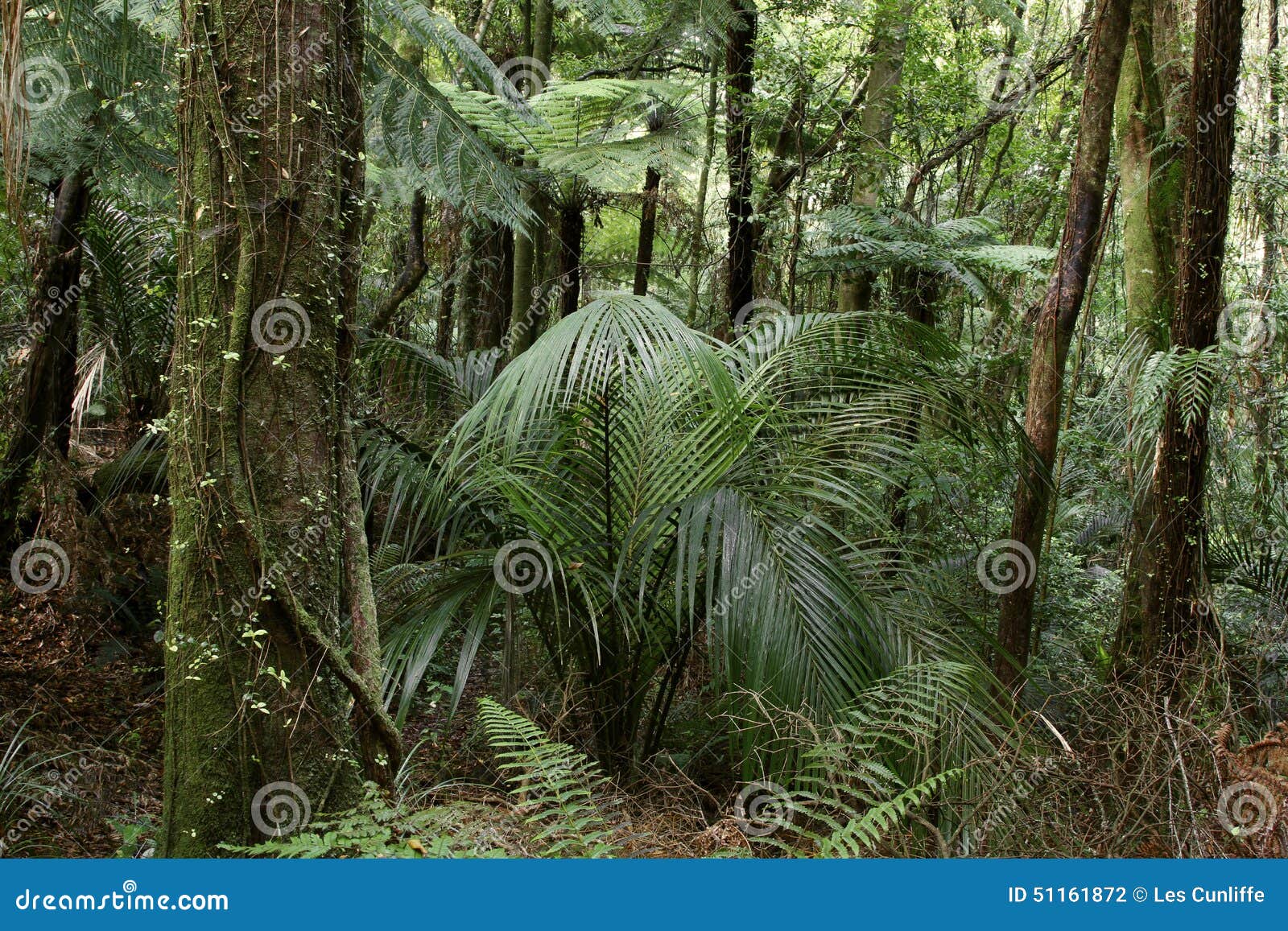 Jungle stock photo. Image of tropics, fern, scenery, forest - 51161872