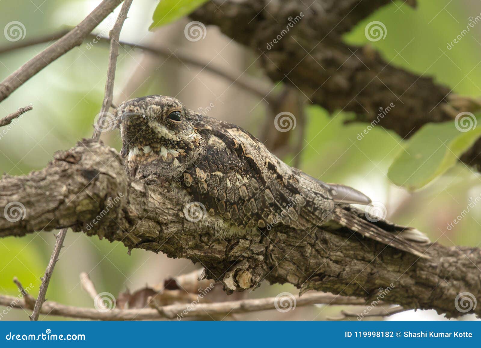 Jungle Nightjar on an Open Perch Stock Photo - Image of bennettii ...