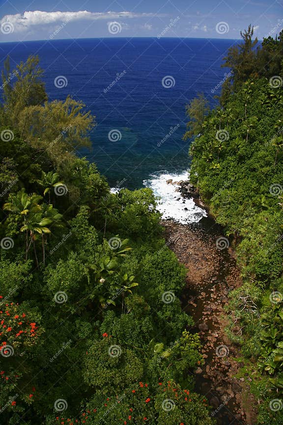 Jungle and ocean of Hawaii stock photo. Image of destination - 6424980