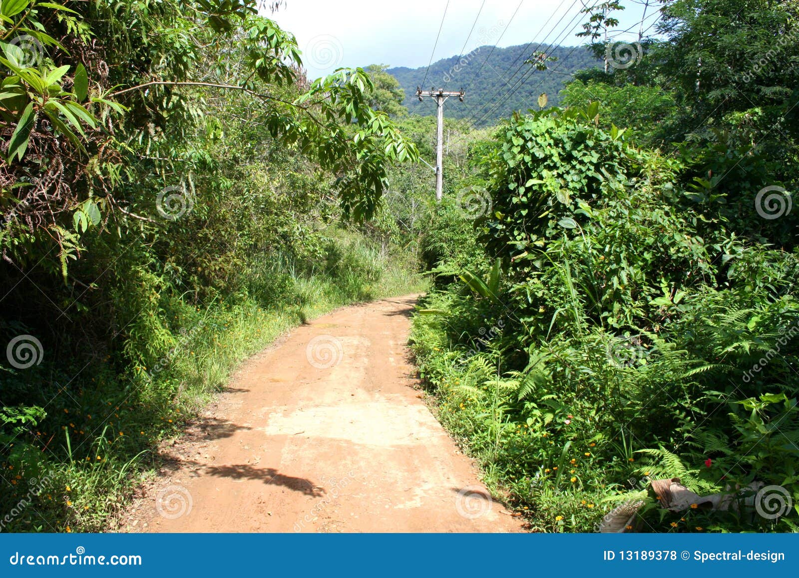 Jungle Path stock photo. Image of landscape, plant, jungle - 13189378