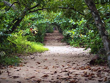 Into jungle path stock image. Image of jungle, holidays - 22001233