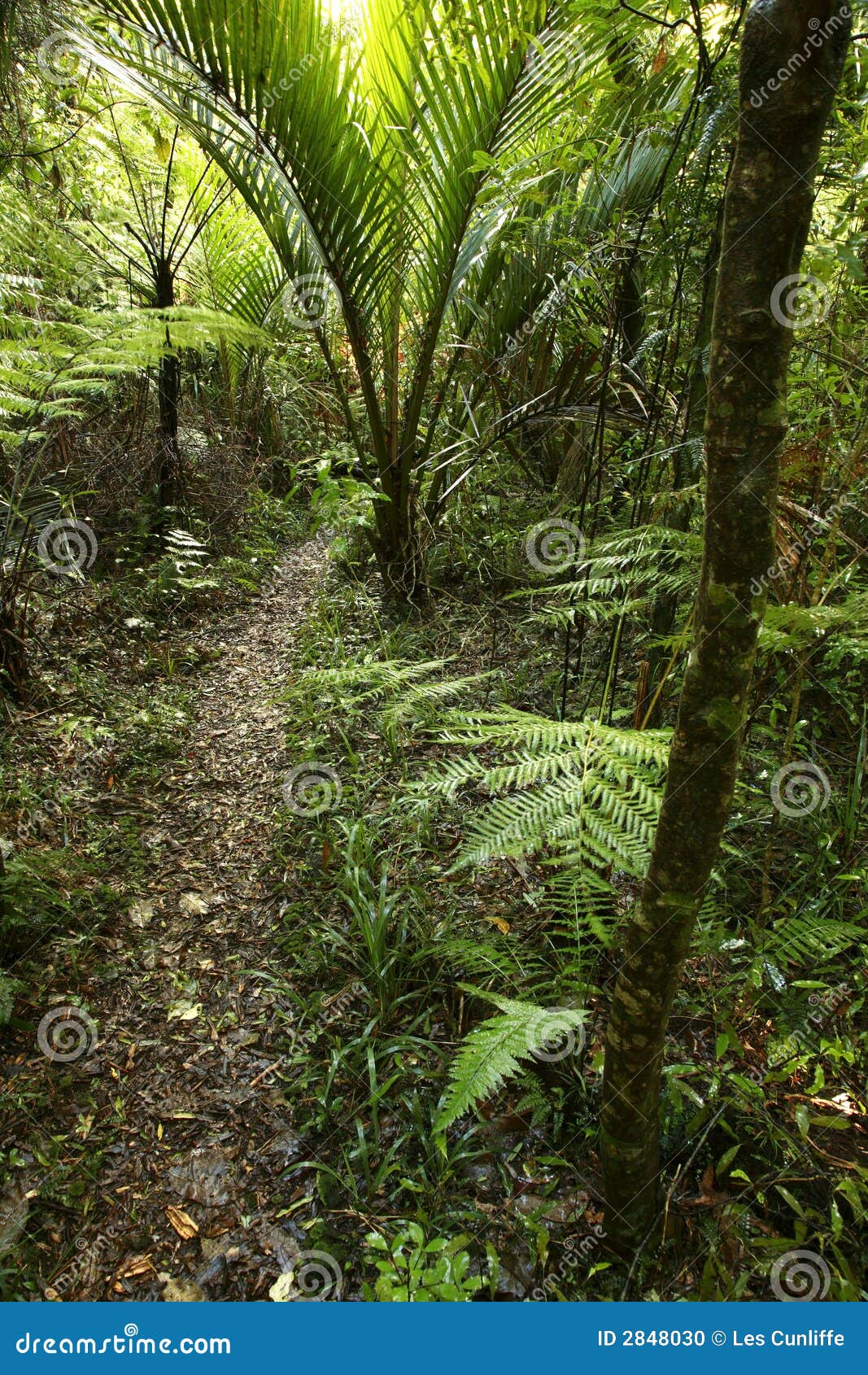 Jungle path stock photo. Image of rain, leaves, jungle - 2848030