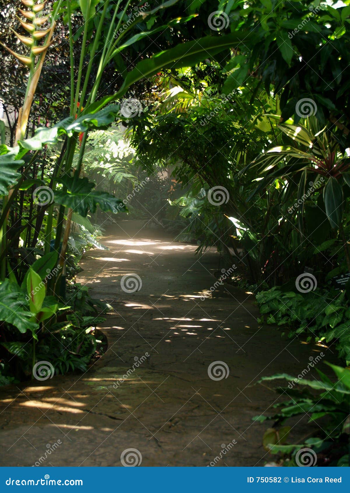 Jungle path stock photo. Image of natural, spring, sunny - 750582