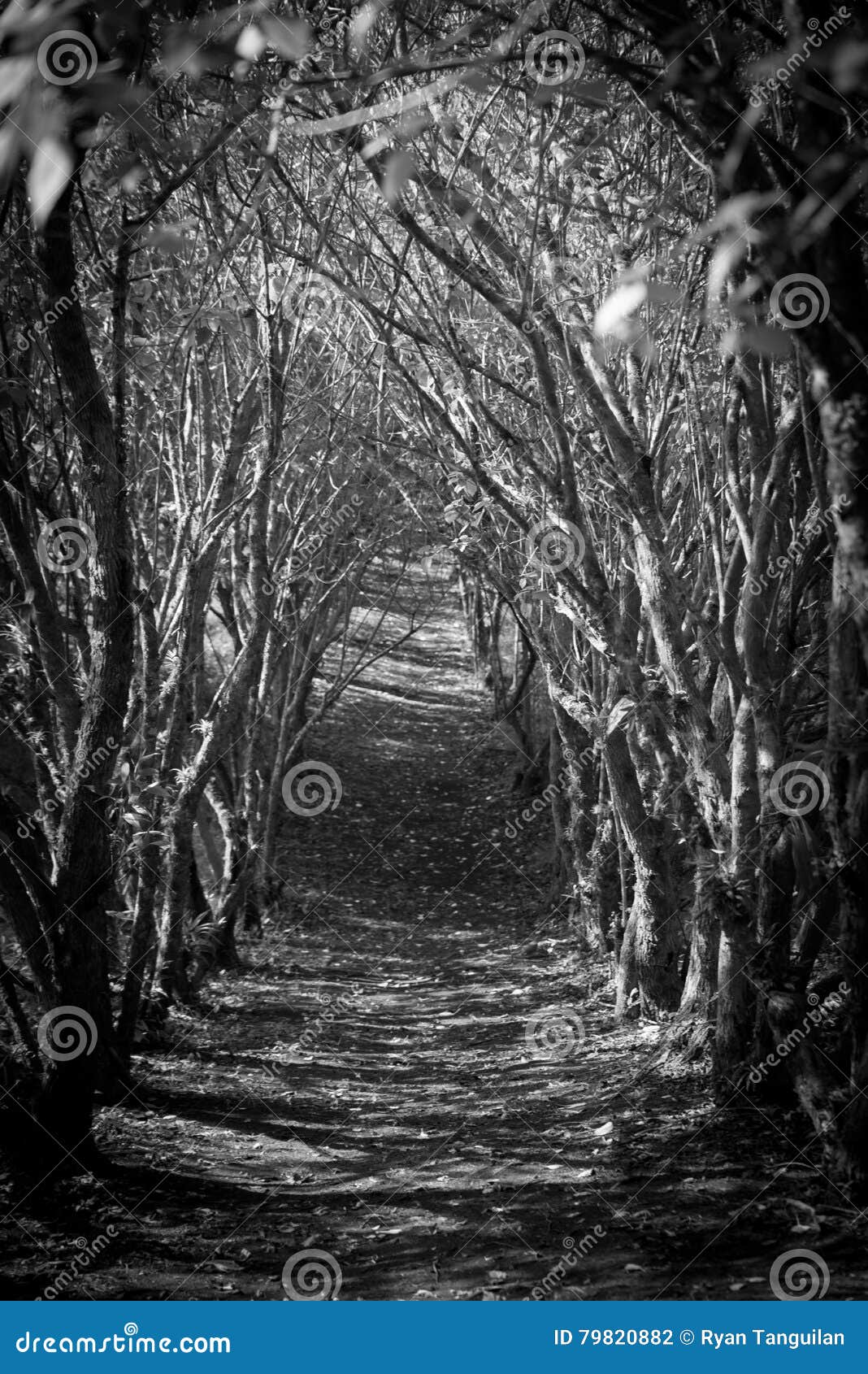 Jungle path. stock photo. Image of black, path, leaves - 79820882