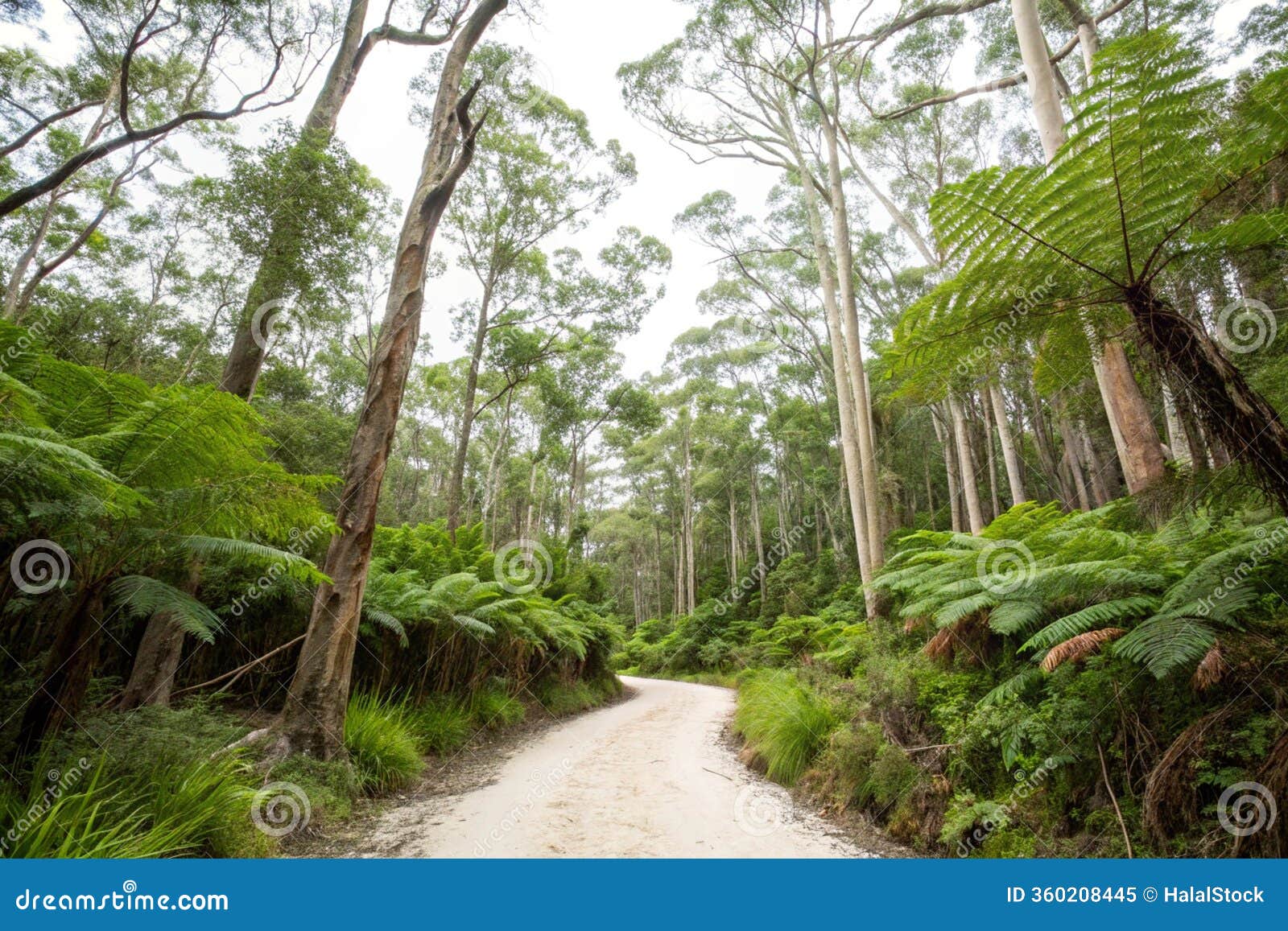 Jungle Path through Fraser Island, Australia Stock Illustration ...