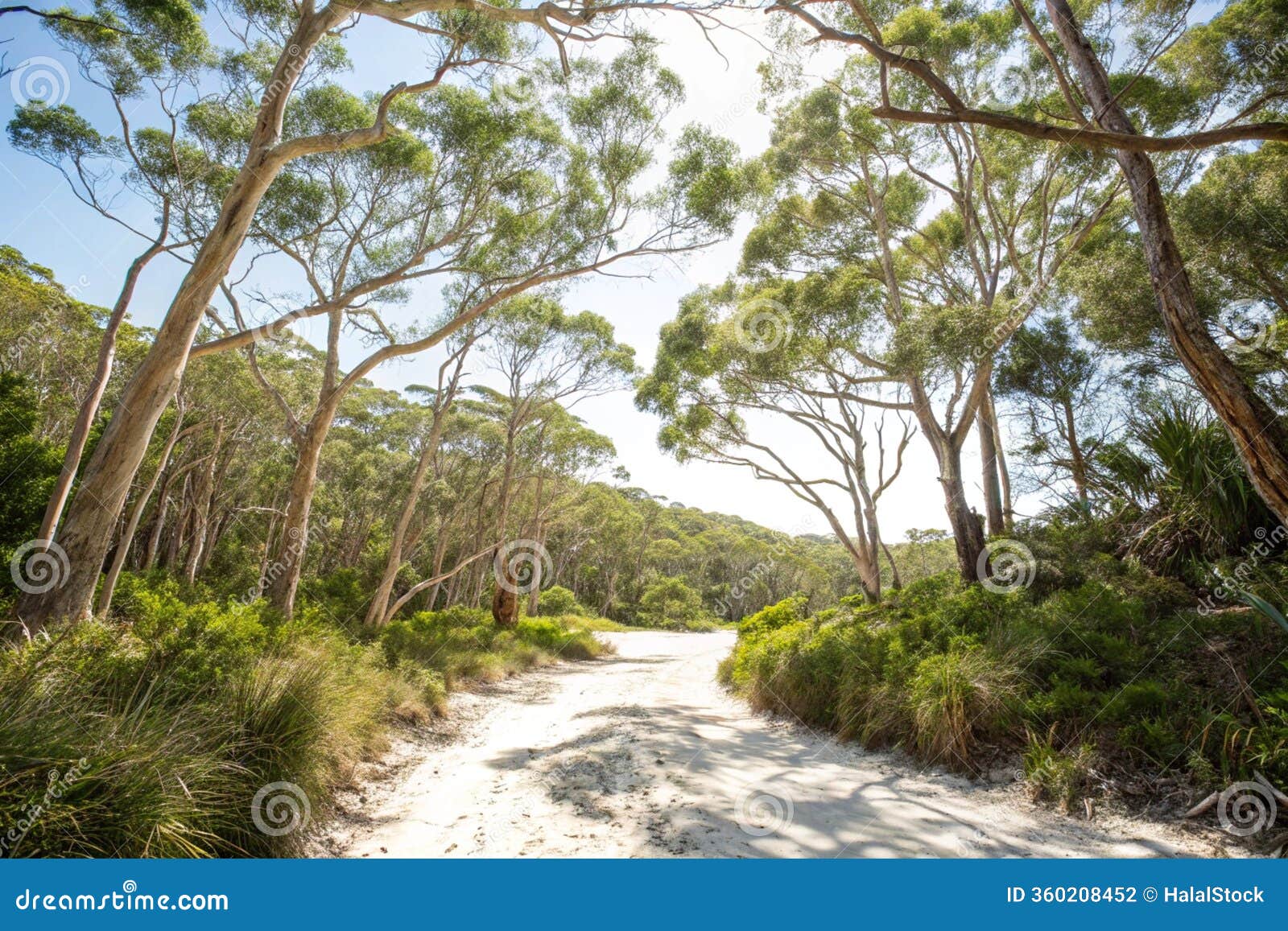 Jungle Path through Fraser Island, Australia Stock Illustration ...
