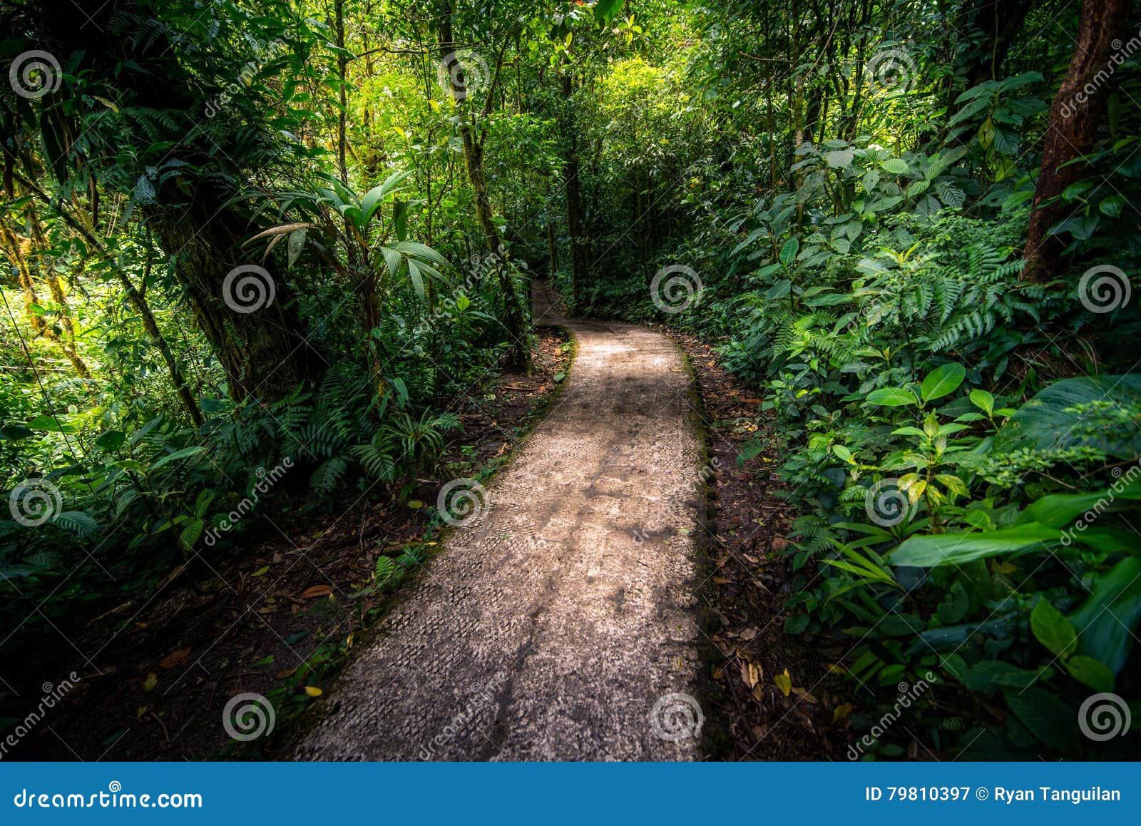 Jungle path. stock image. Image of leaves, flora, colorful - 79810397