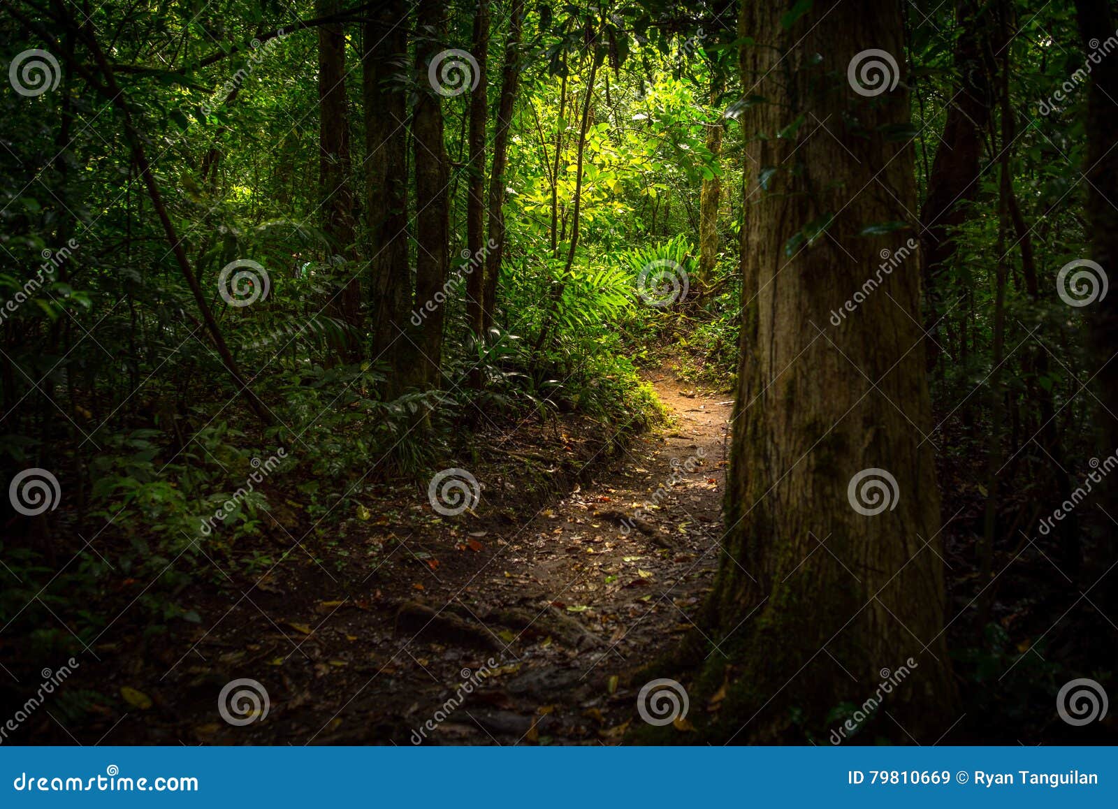Jungle path. stock image. Image of lush, landscape, scenery - 79810669