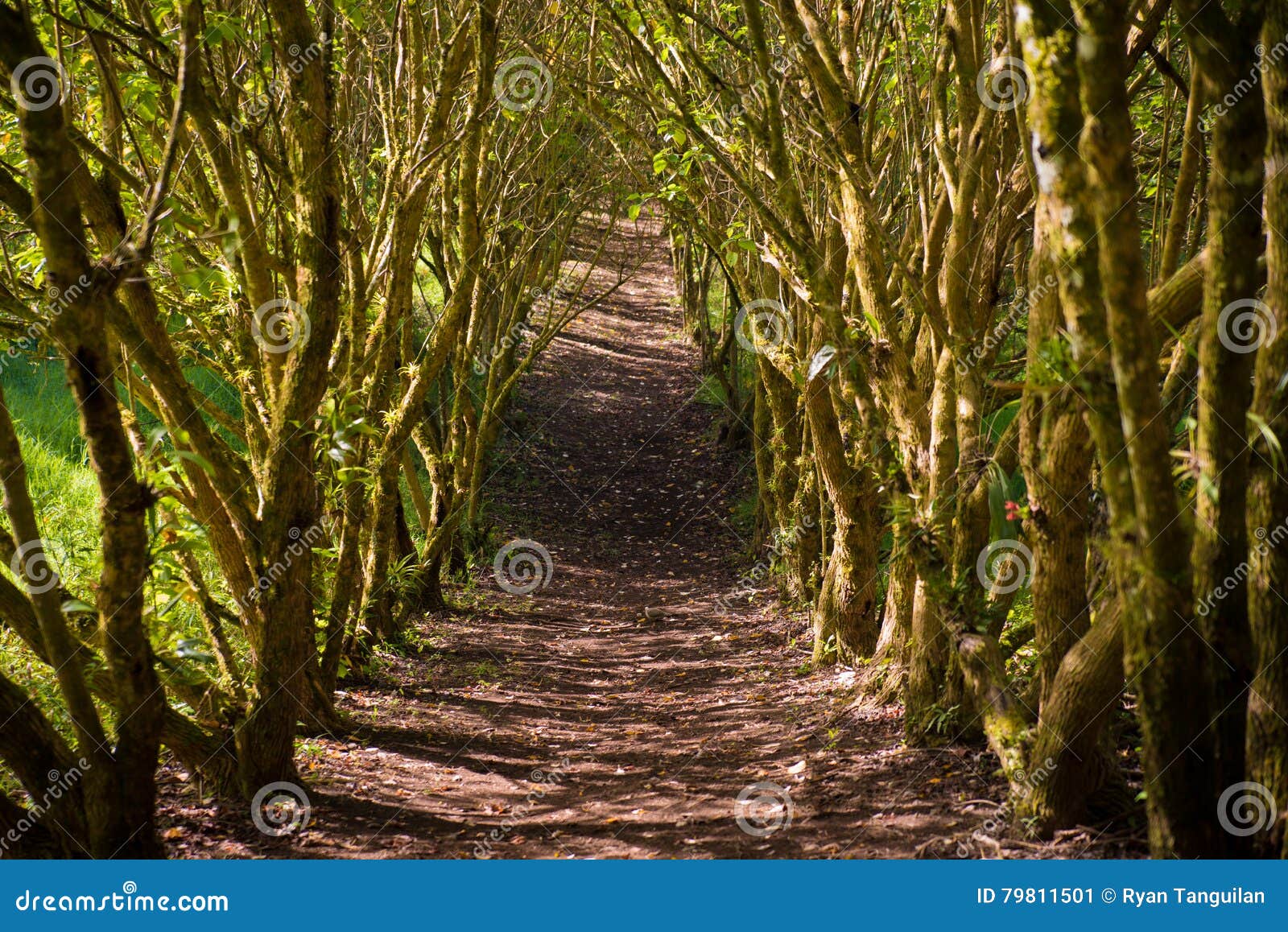 Jungle path. stock image. Image of nature, outdoors, tourism - 79811501