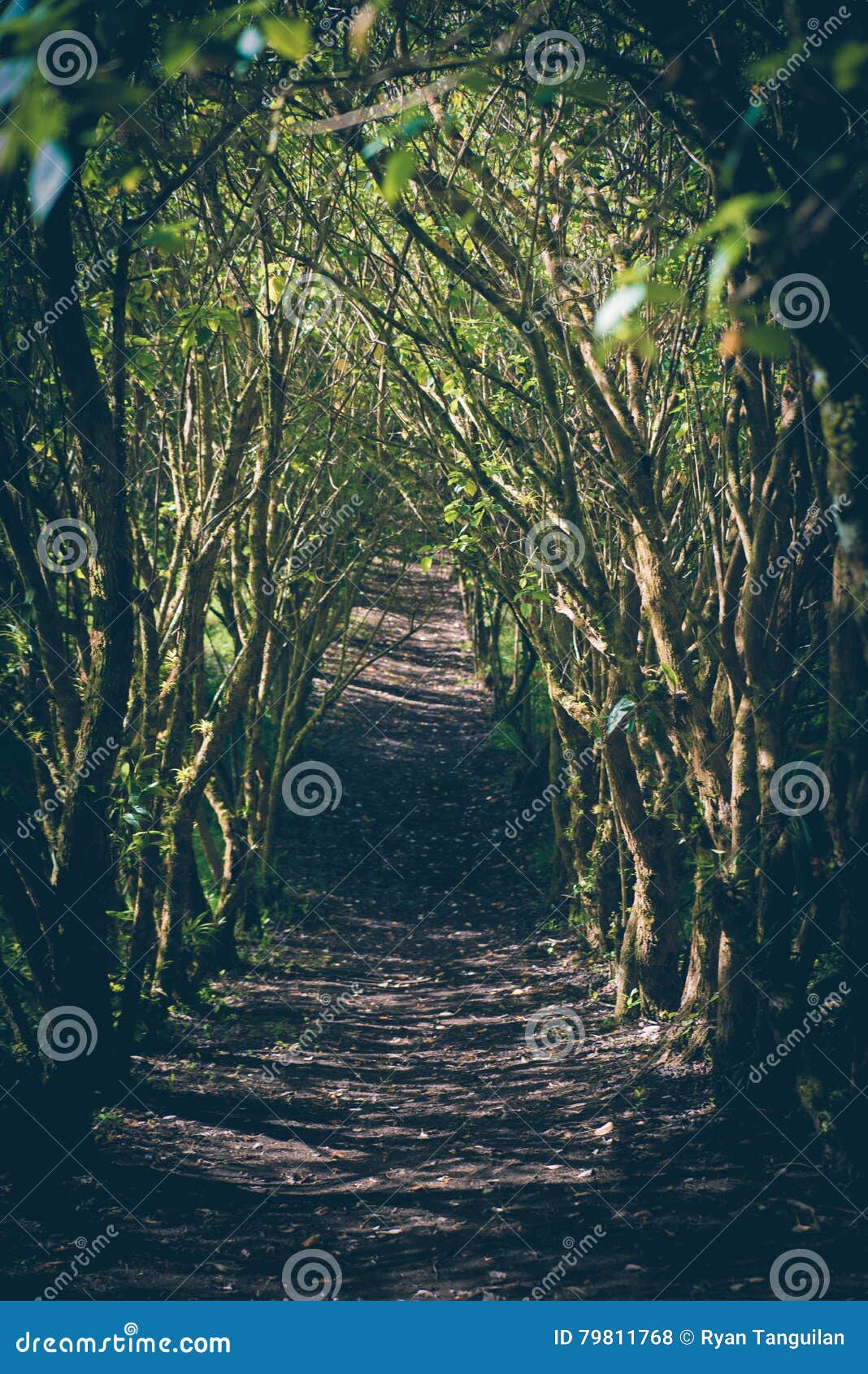 Jungle path. stock photo. Image of leaves, scenery, flora - 79811768
