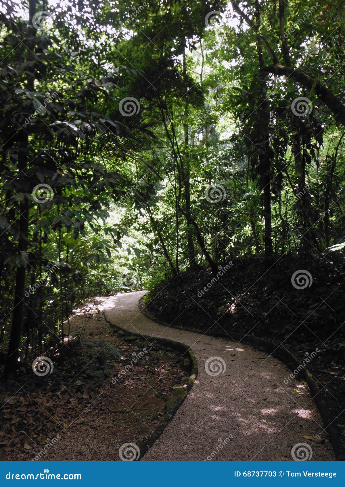 Jungle Path Through Palenque Mayan Site Royalty-Free Stock Photography ...