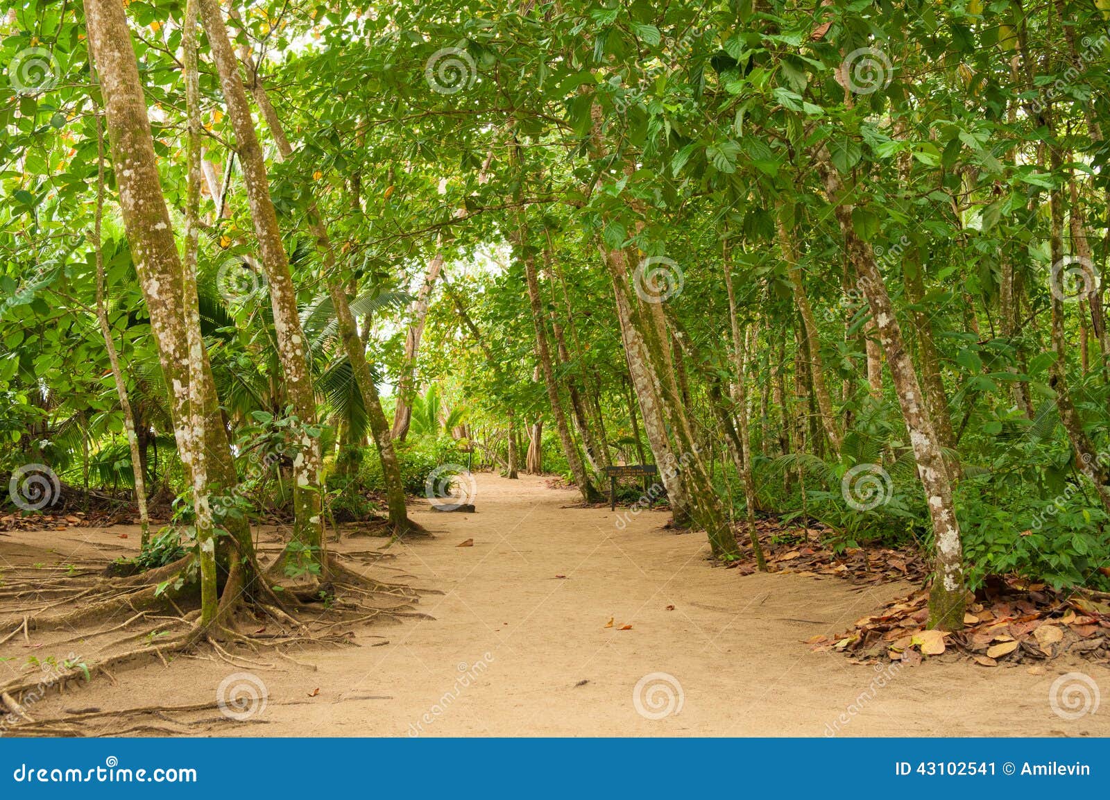 Jungle path stock image. Image of rica, woods, trail - 43102541