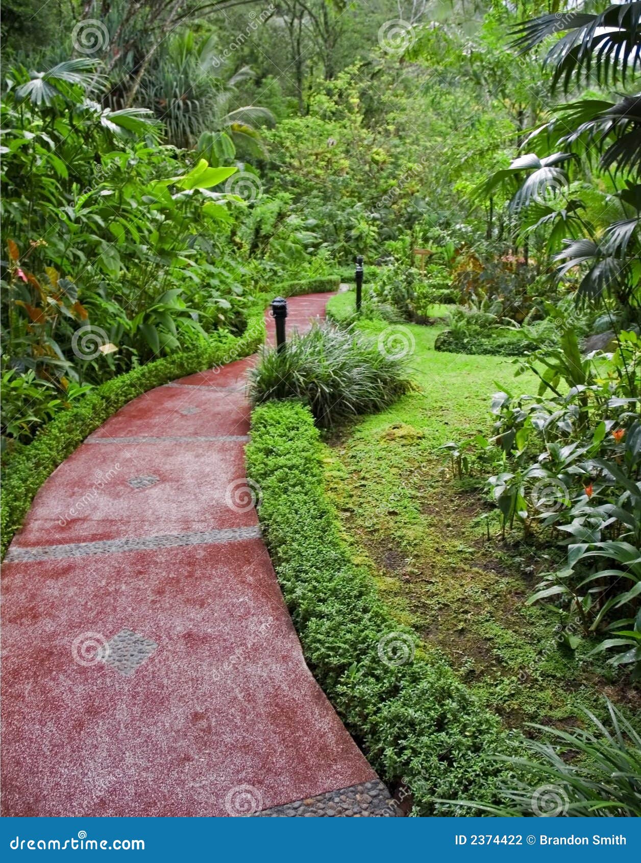 Jungle Pathway stock photo. Image of green, tree, relax - 2374422