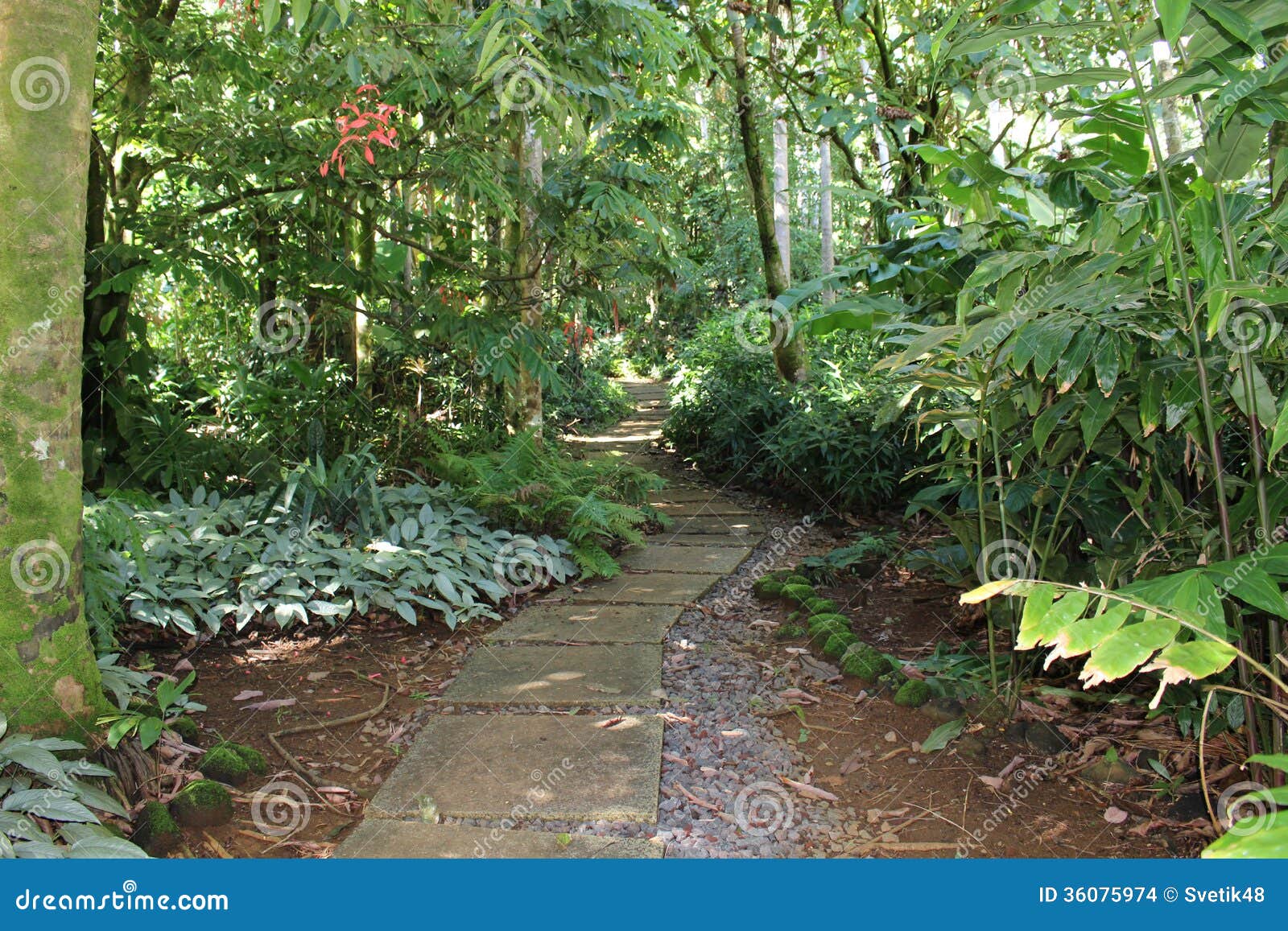 Jungle pathway stock photo. Image of tress, explore, plants - 36075974
