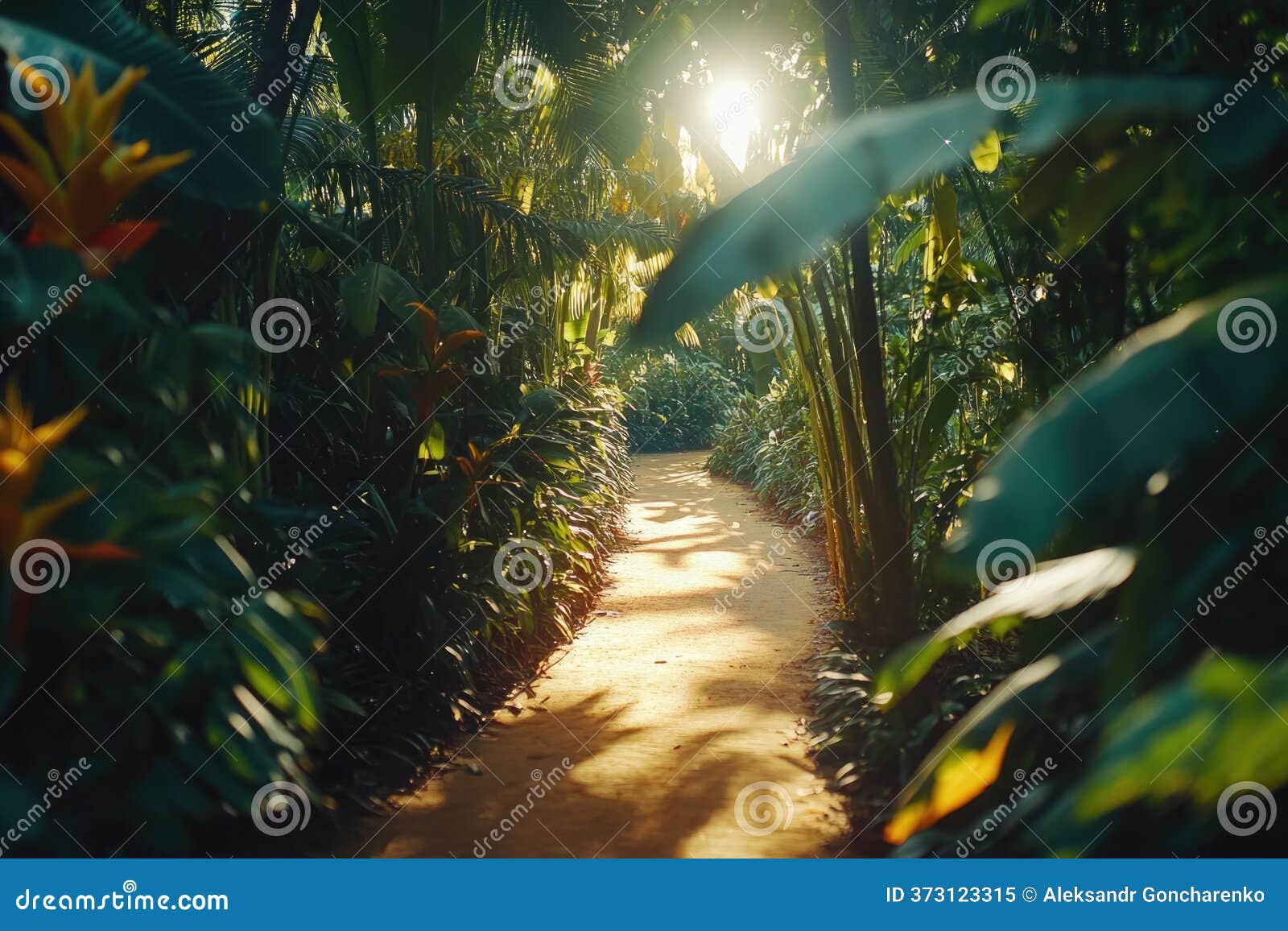 Jungle Pathway Stock Photography | CartoonDealer.com #74786090