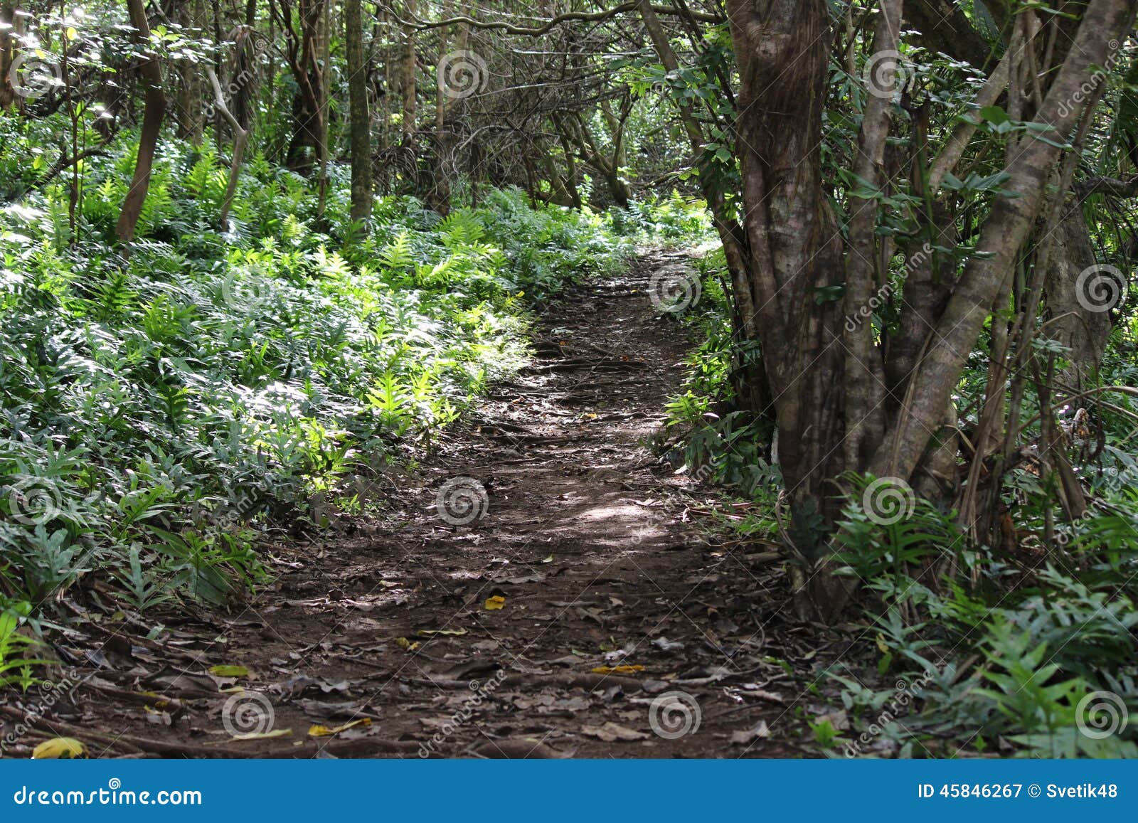 Jungle stock image. Image of flora, outdoor, botany, palms - 45846267