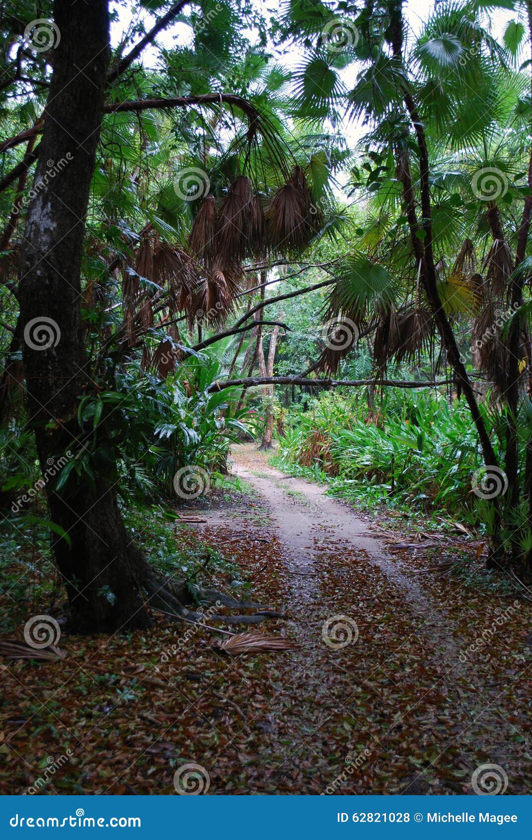 Jungle Pathway stock photo. Image of plants, tropical - 62821028
