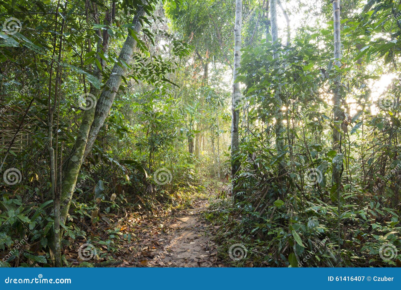 Jungle Pathway in Morning Light Stock Image - Image of forest, america ...