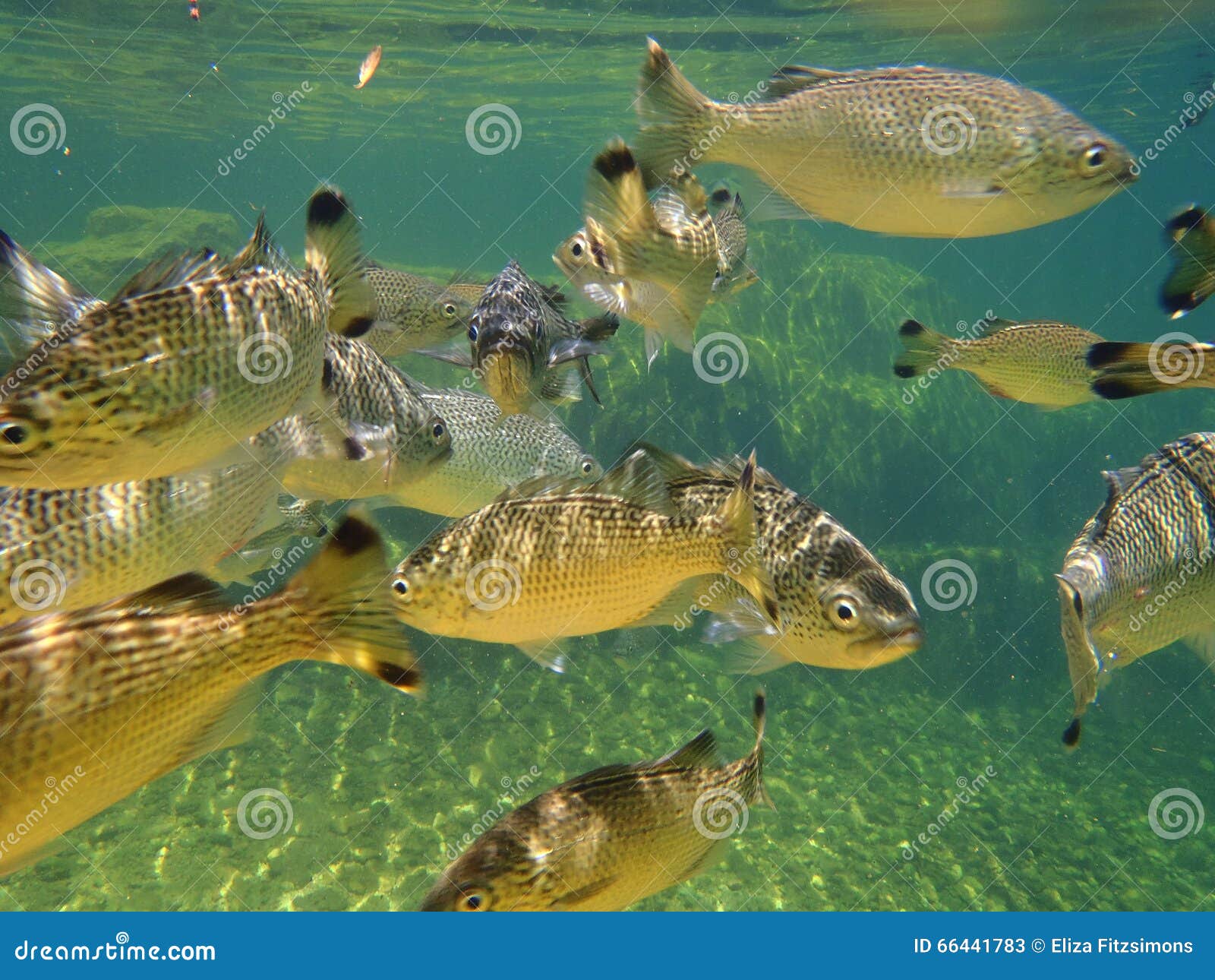 Jungle Perch stock image. Image of rivers, water, marine - 66441783