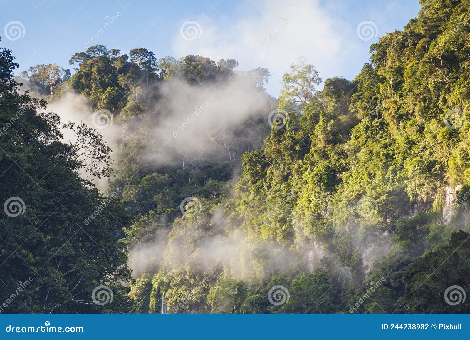 Jungle in the Peruvian Amazon Stock Photo - Image of oxygen, dense ...