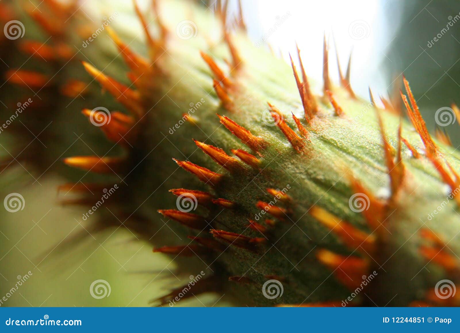 Jungle Plant stock image. Image of countryside, national - 12244851